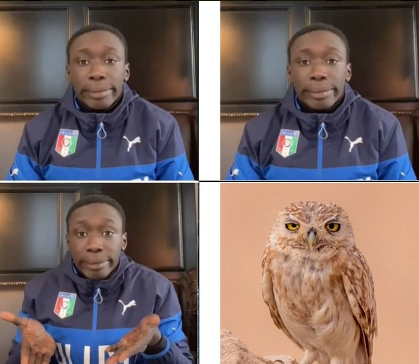 Unimpressed Owl | Scrolller