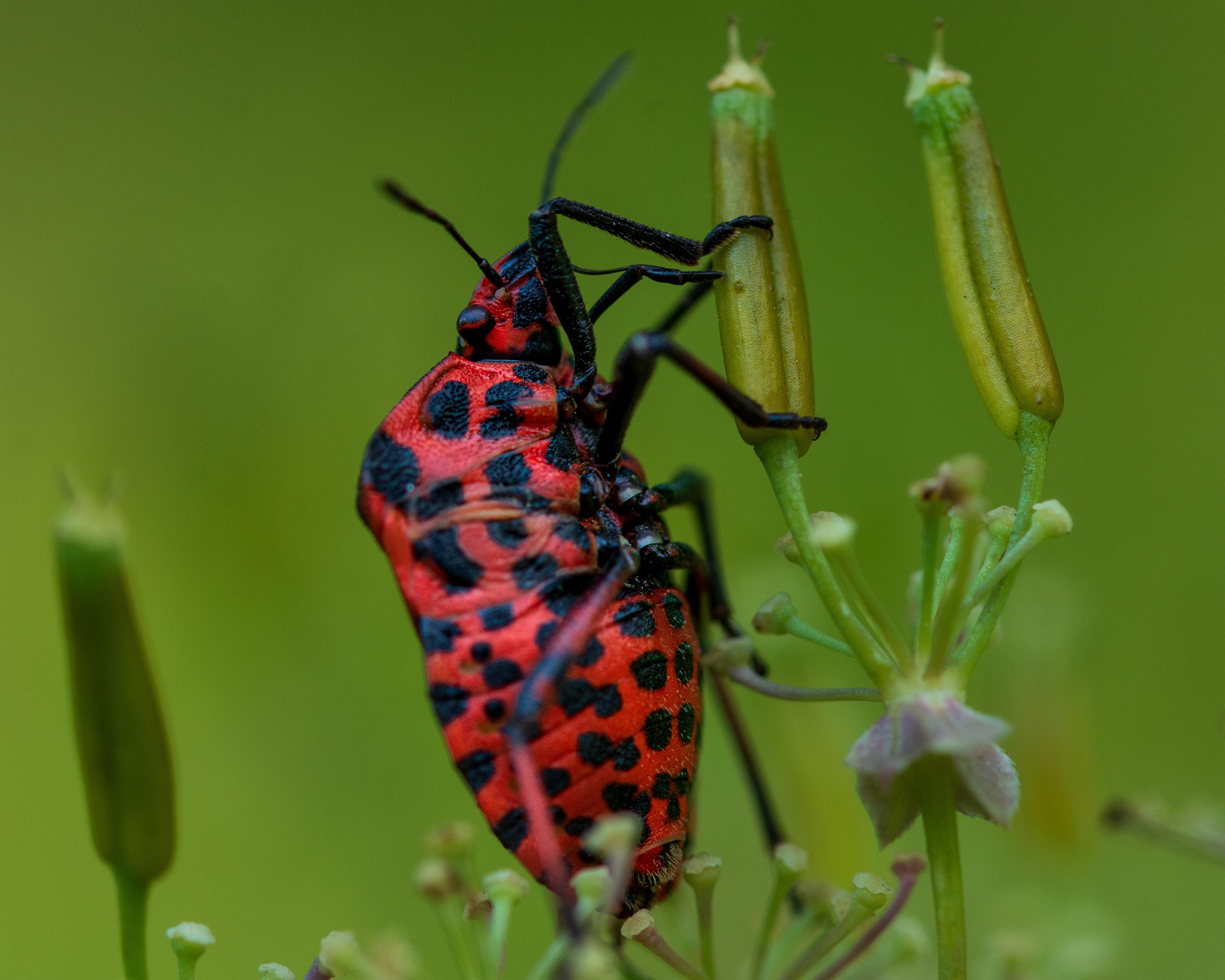 Unknown bug [OC] [3737 x 2990] | Scrolller