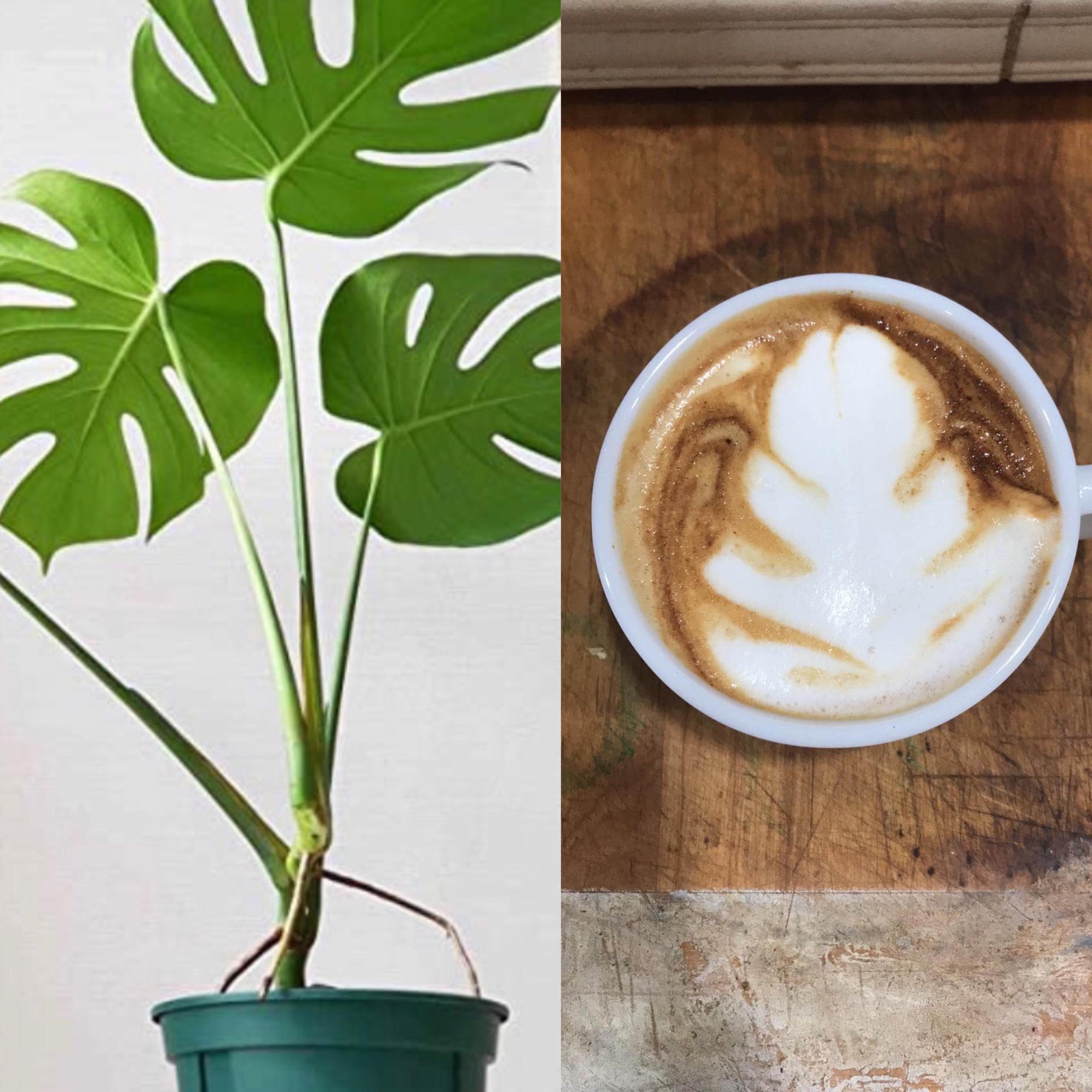 Unplanned Monstera - I’ll take it! | Scrolller