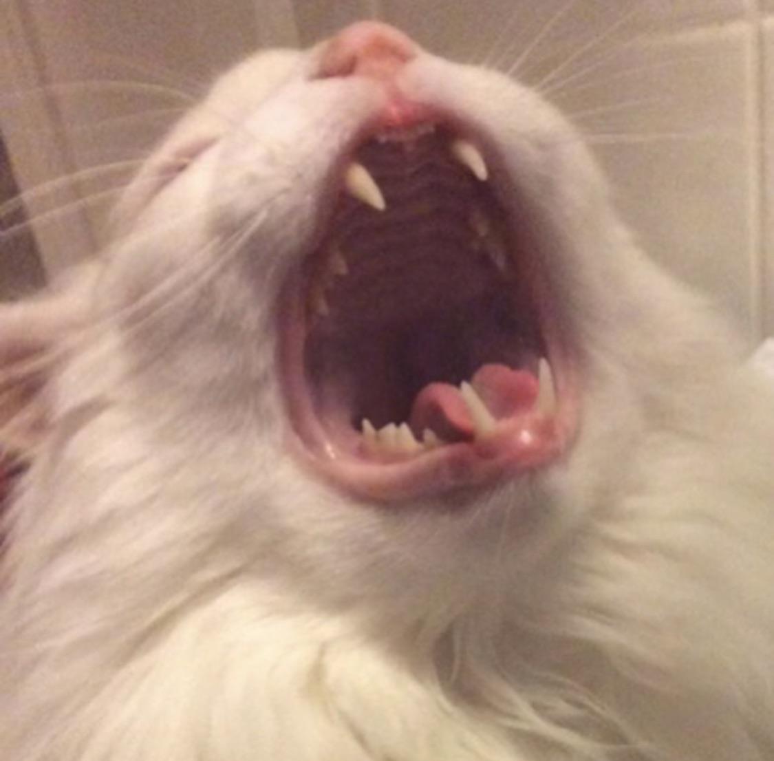 Up close and personal goblin growl. | Scrolller