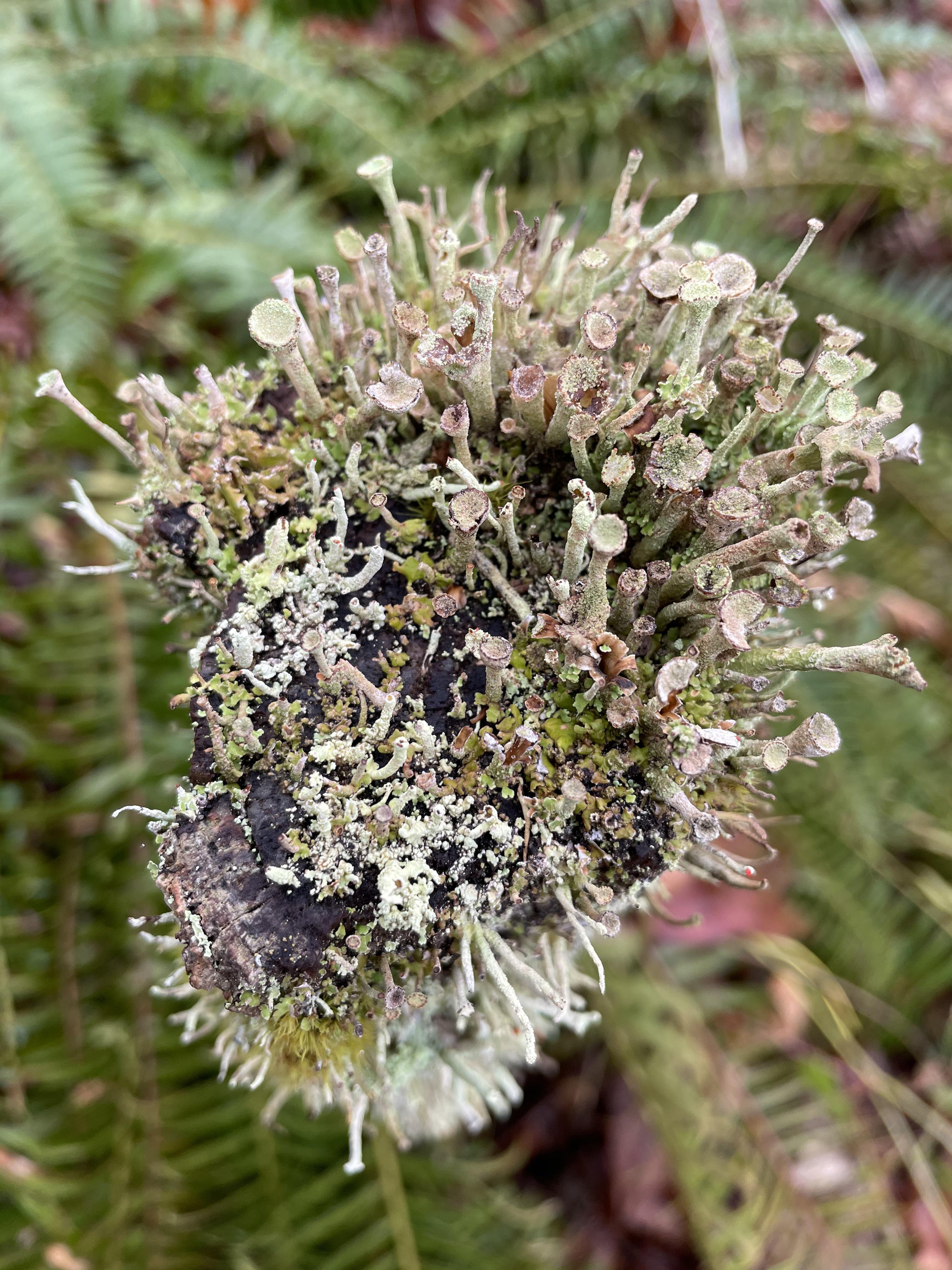 Up close on a moss covered stick. Micro Dr. Seuss | Scrolller