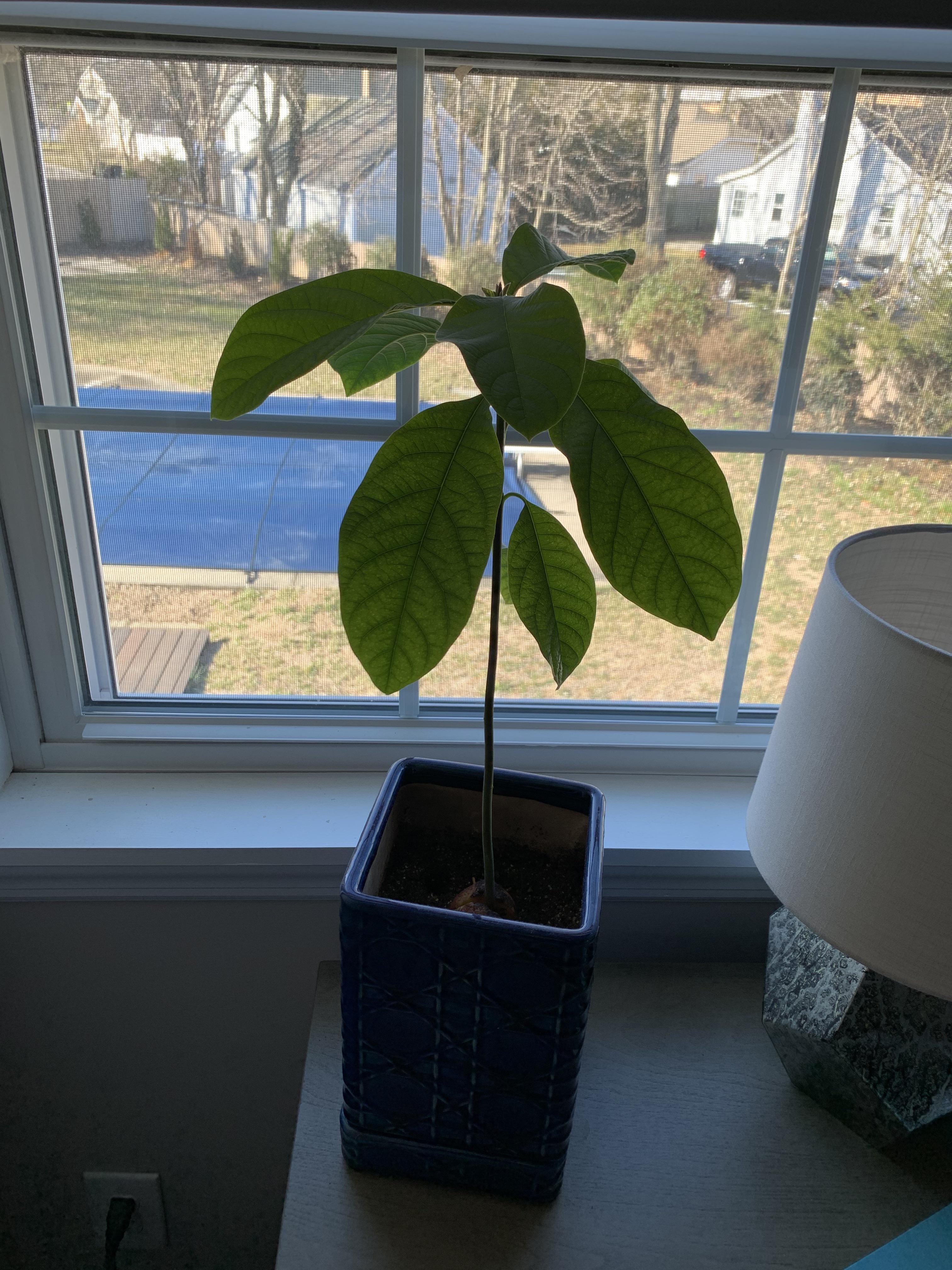 UPDATE #2 : Avocado plant is thriving! | Scrolller