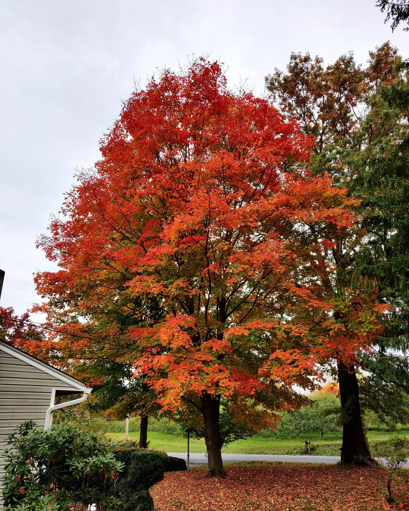 Upstate NY | Scrolller