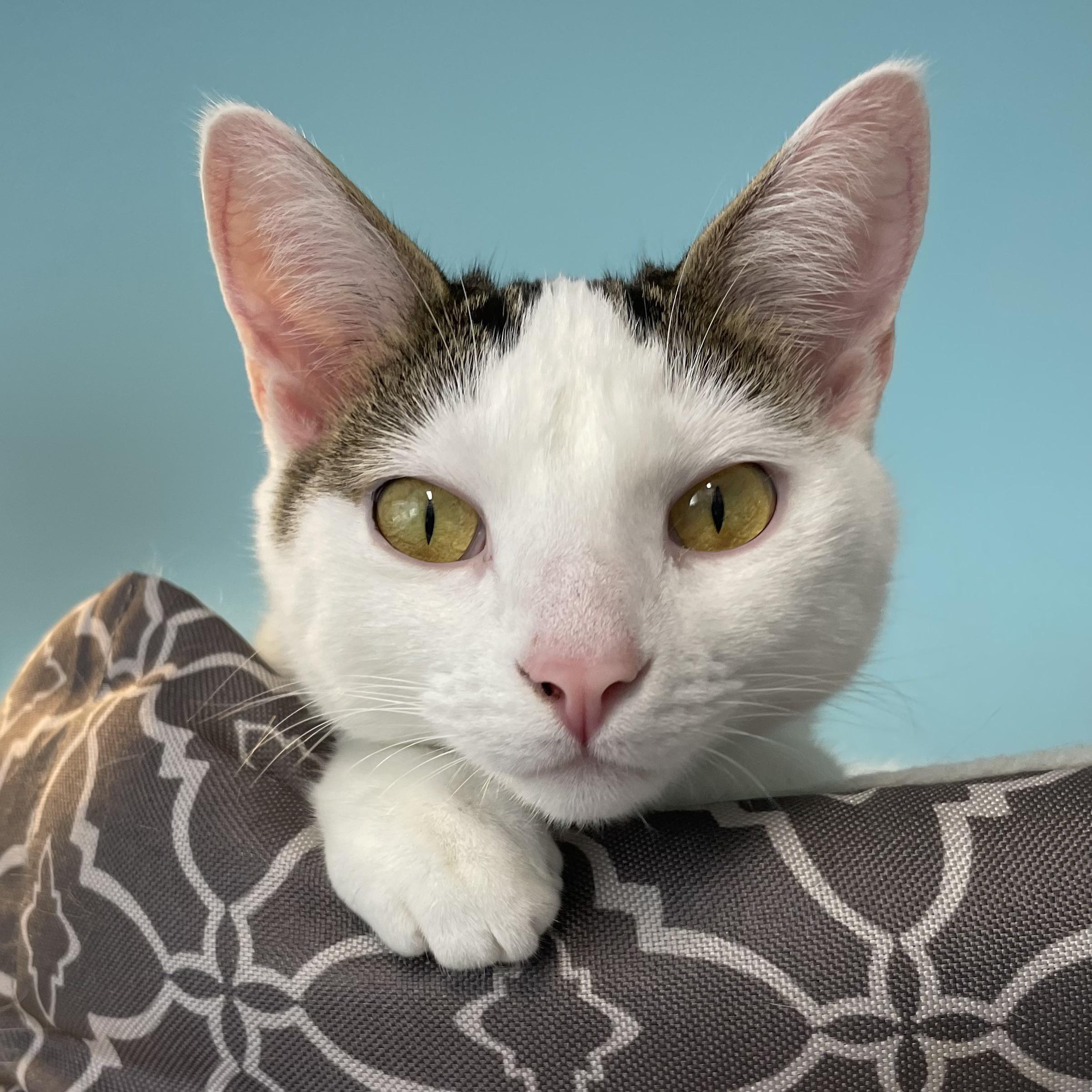 Vanilla, also known as Nilla Bean, Nilla Wafer, Nils, Nilly, and Dunce Cap, being ...