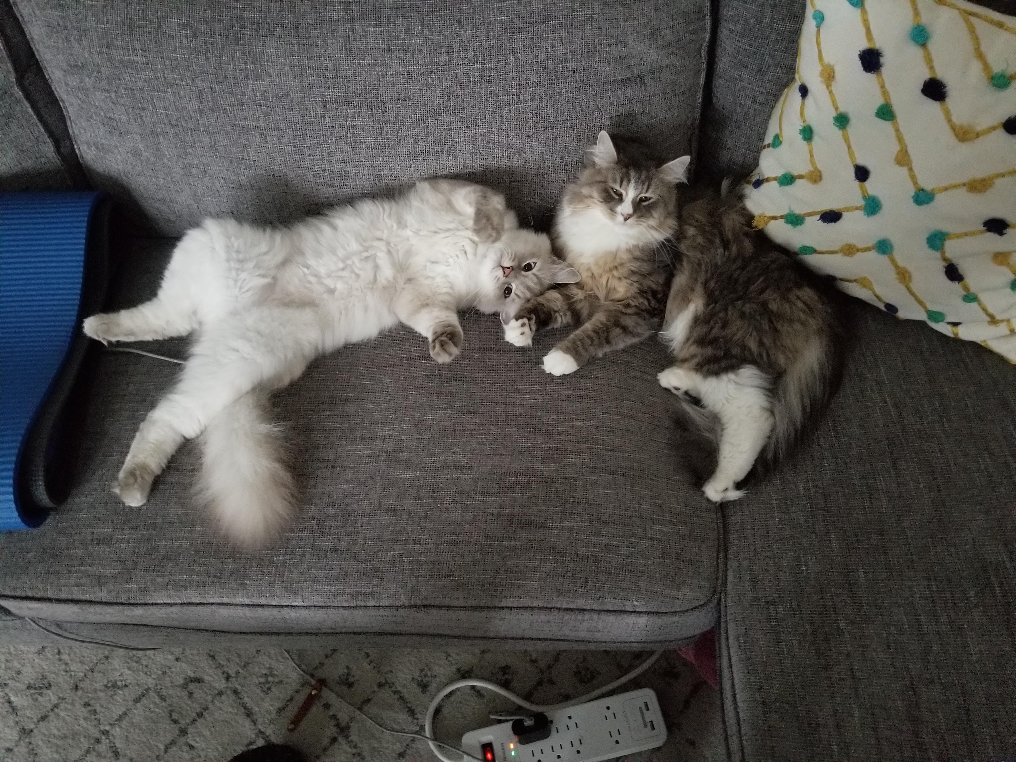 Vanilla and Samson! | Scrolller