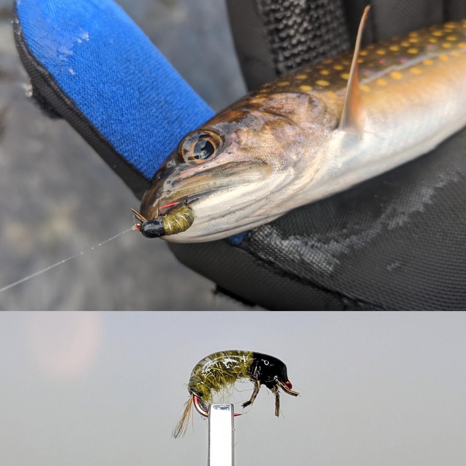 Version 2.0 of the caddis larva I tied worked. Such a rewarding hobby. | Scrolller