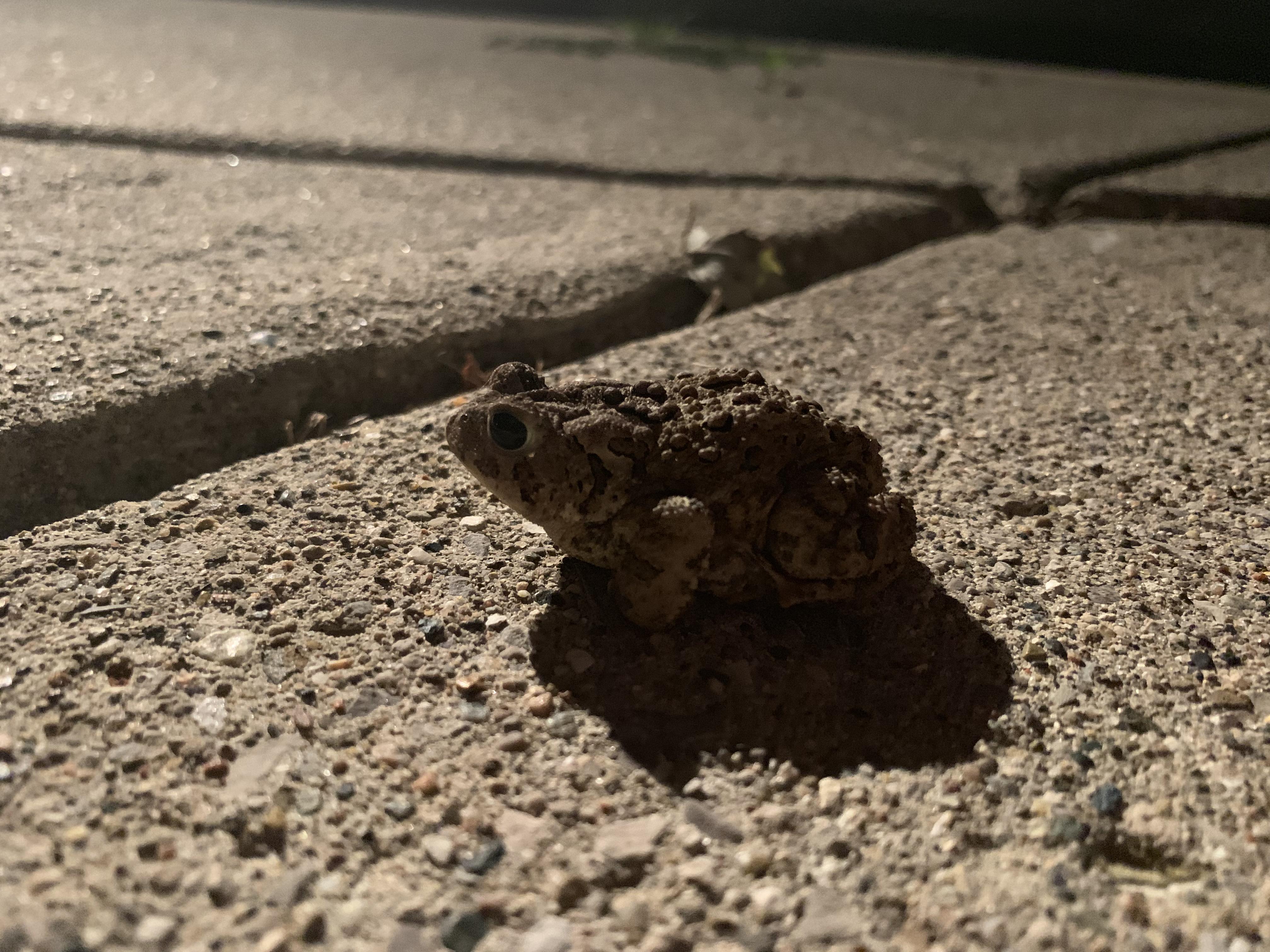 Very handsome toad | Scrolller
