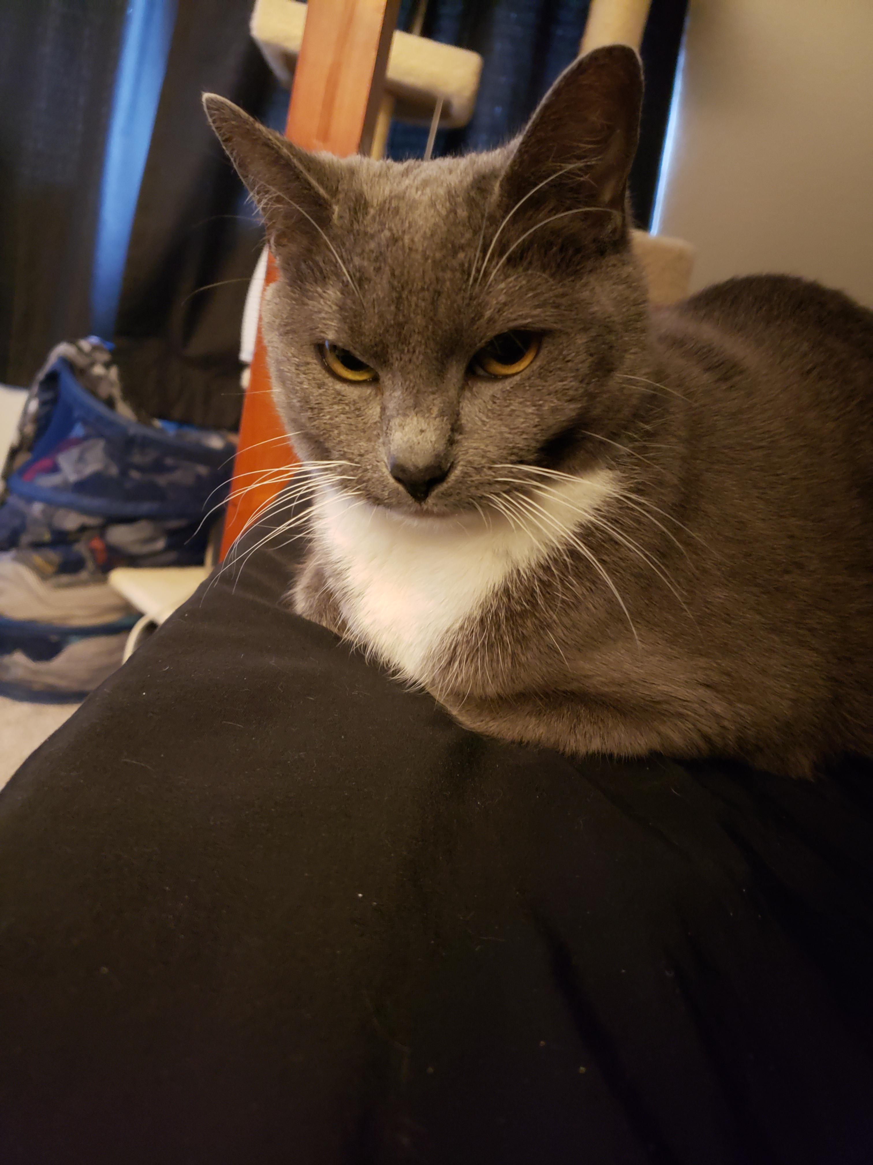 Very loaf, much cat | Scrolller