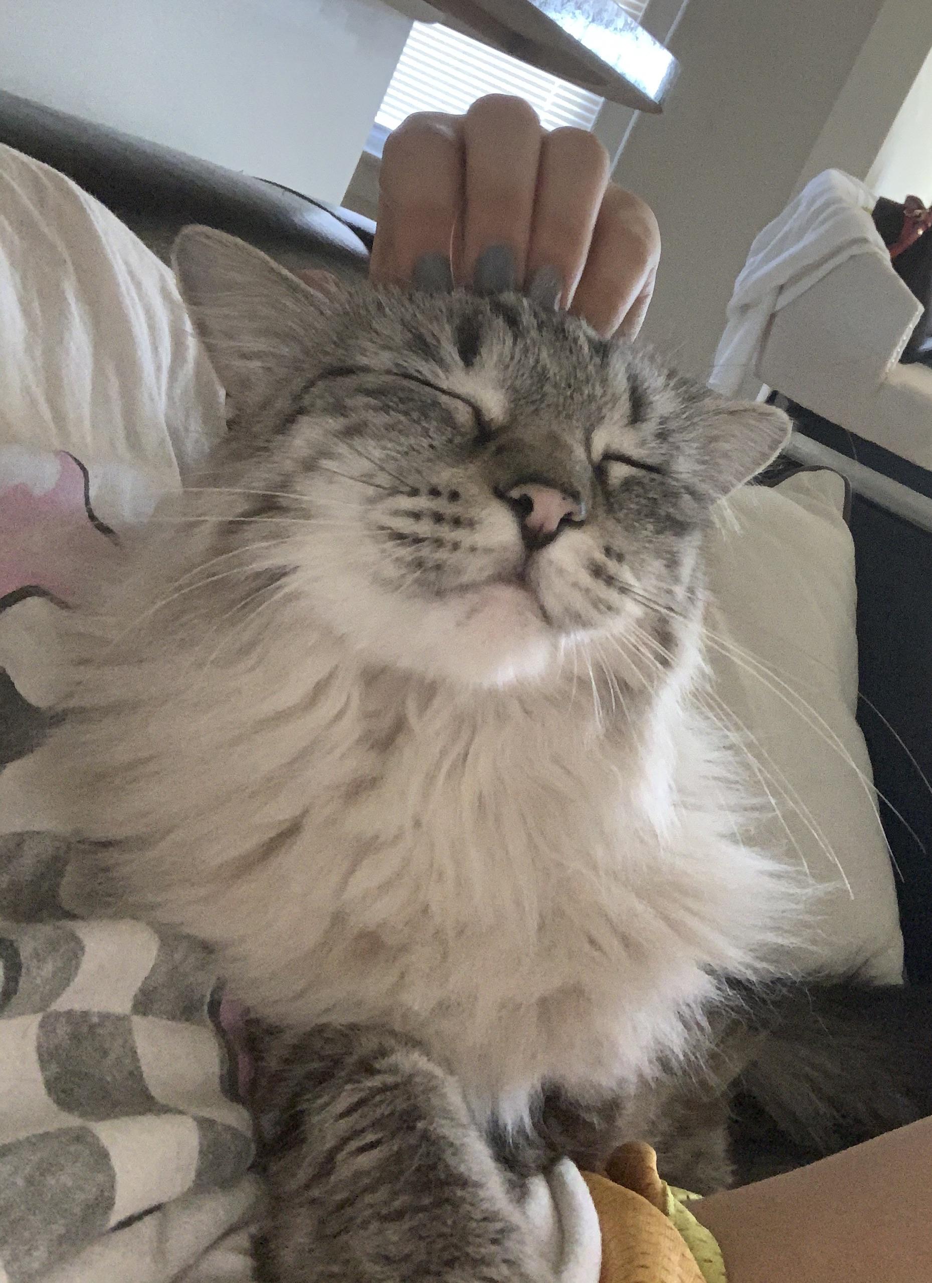 Very polite boy especially when given head scratches | Scrolller