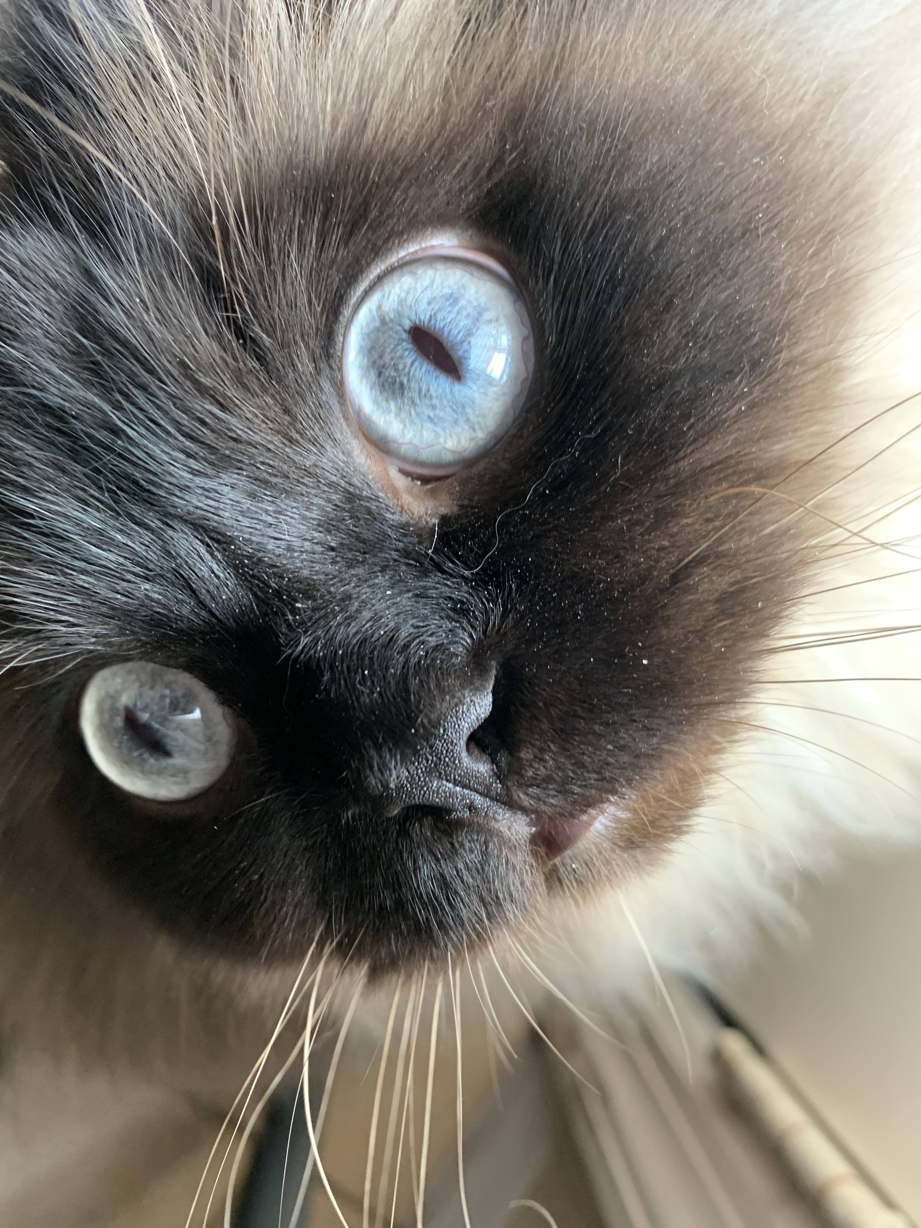 very zoomed in Noods. he has very realistic googely eyes on. | Scrolller