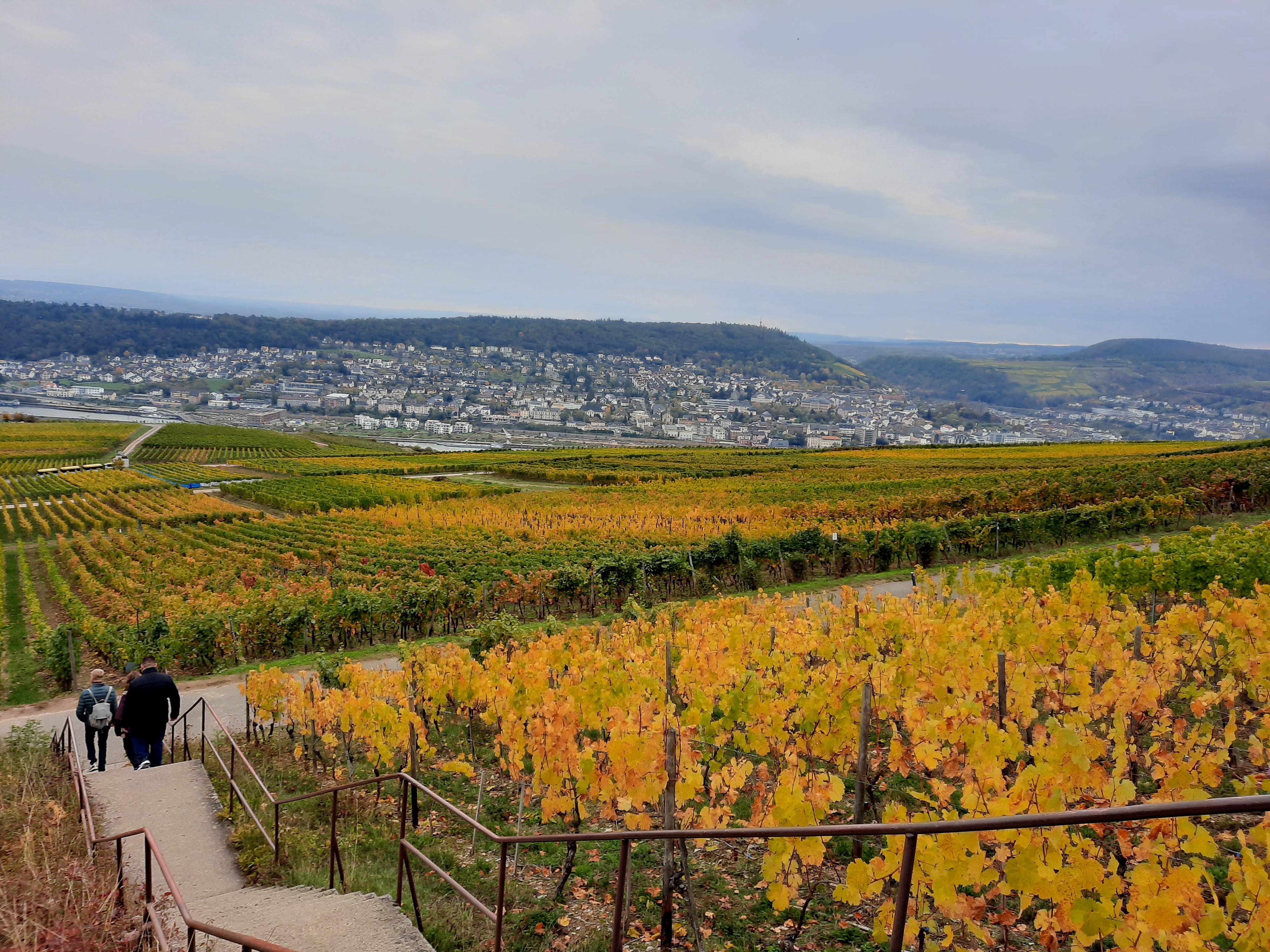 Vineyards in Rüdesheim, Germany | Scrolller