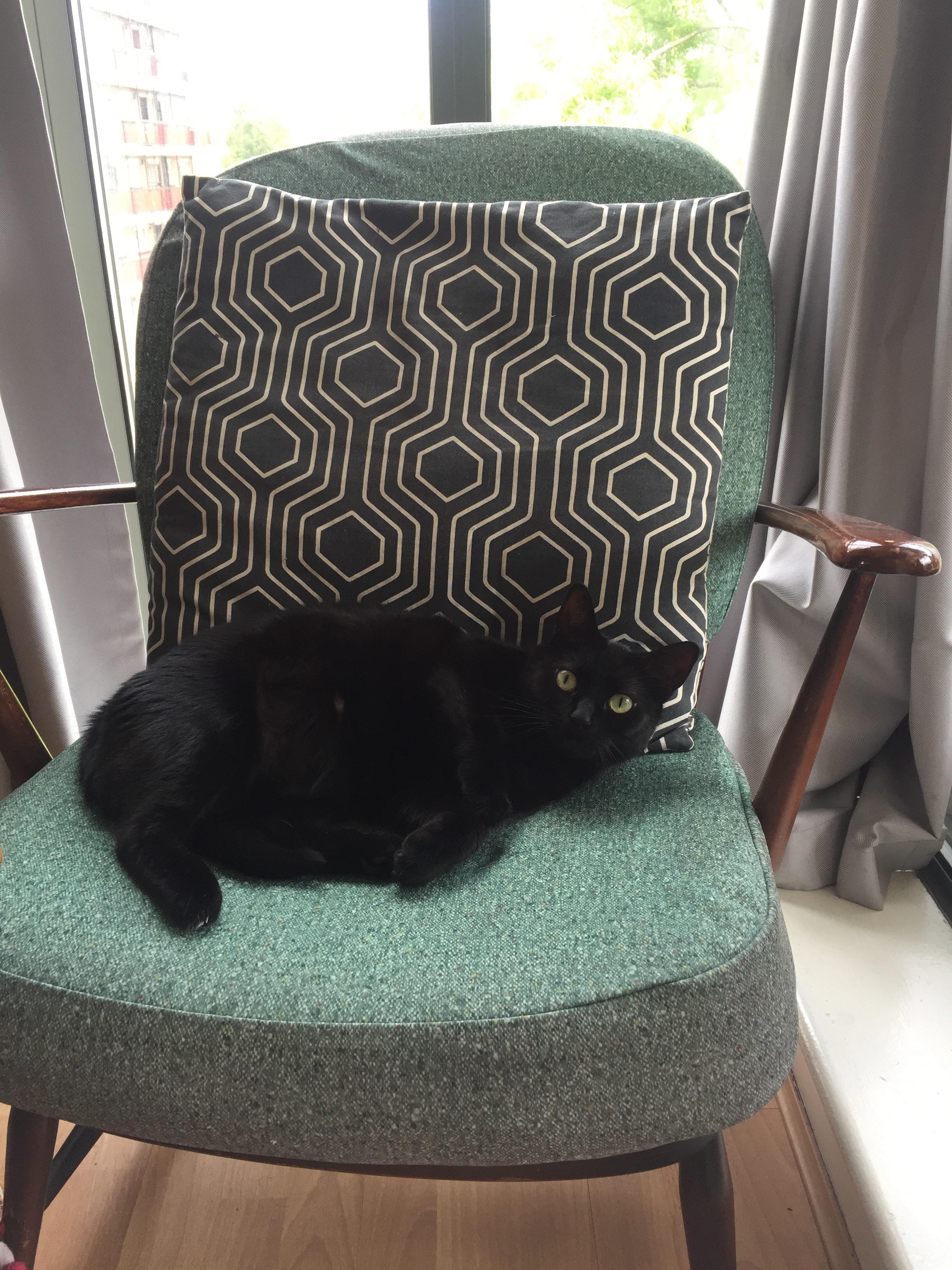 Void cat DeeDee paws uo | Scrolller