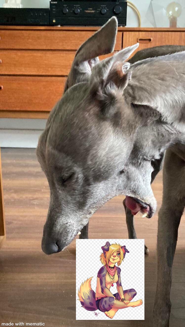 Vore_irl | Scrolller