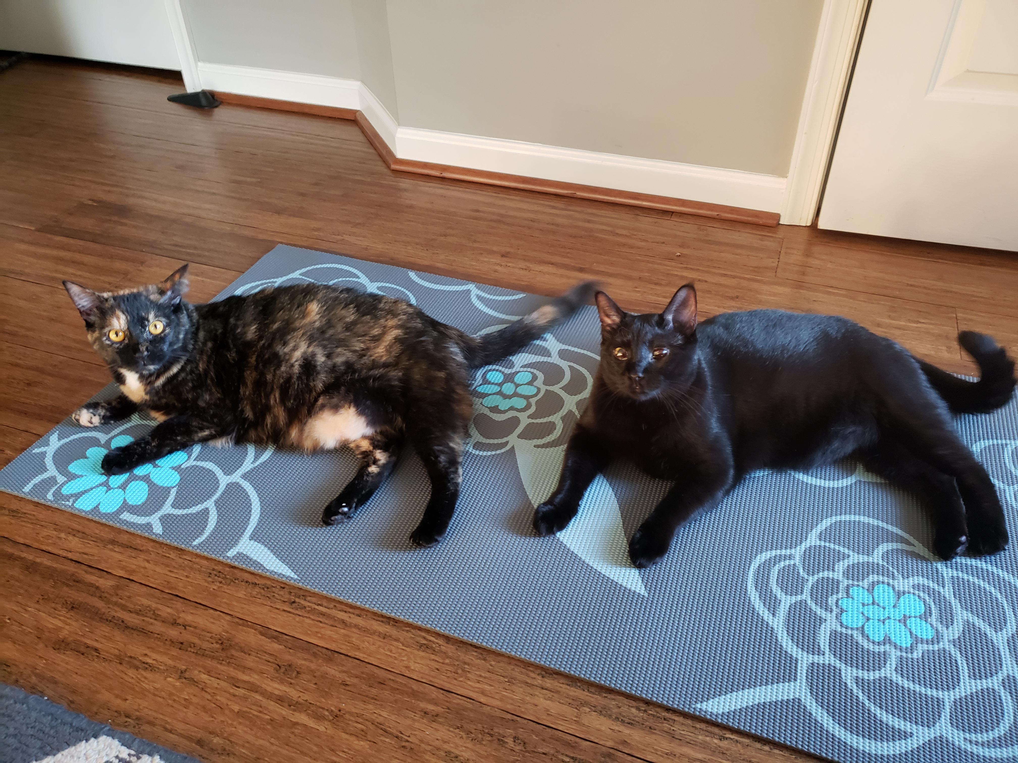 Wait, what do you mean this isn't cat pose? Yoga Yuna & Om Odin | Scrolller
