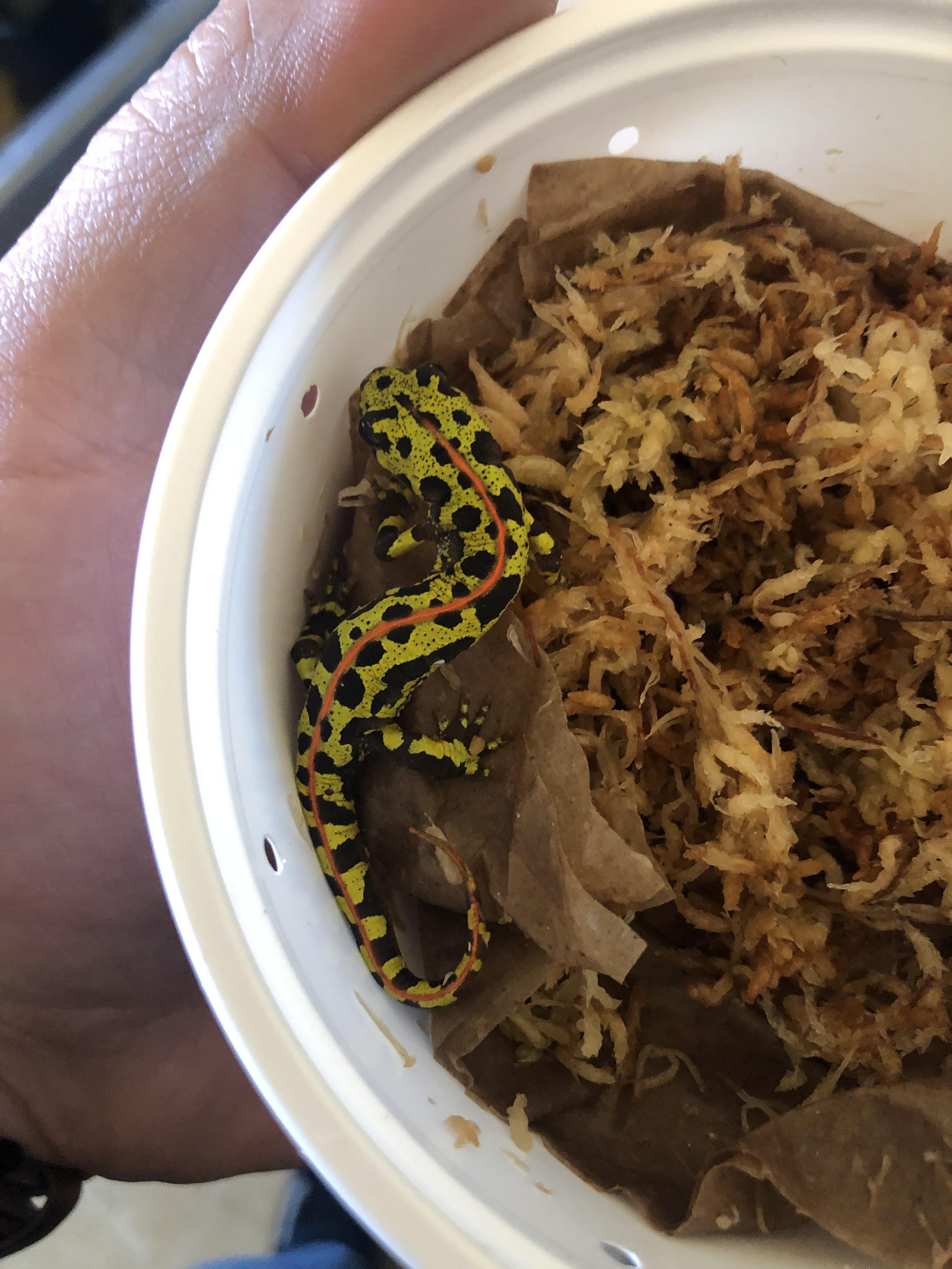 Waited a few years but I finally got them! Meet Graham the Marbled Newt | Scrolller