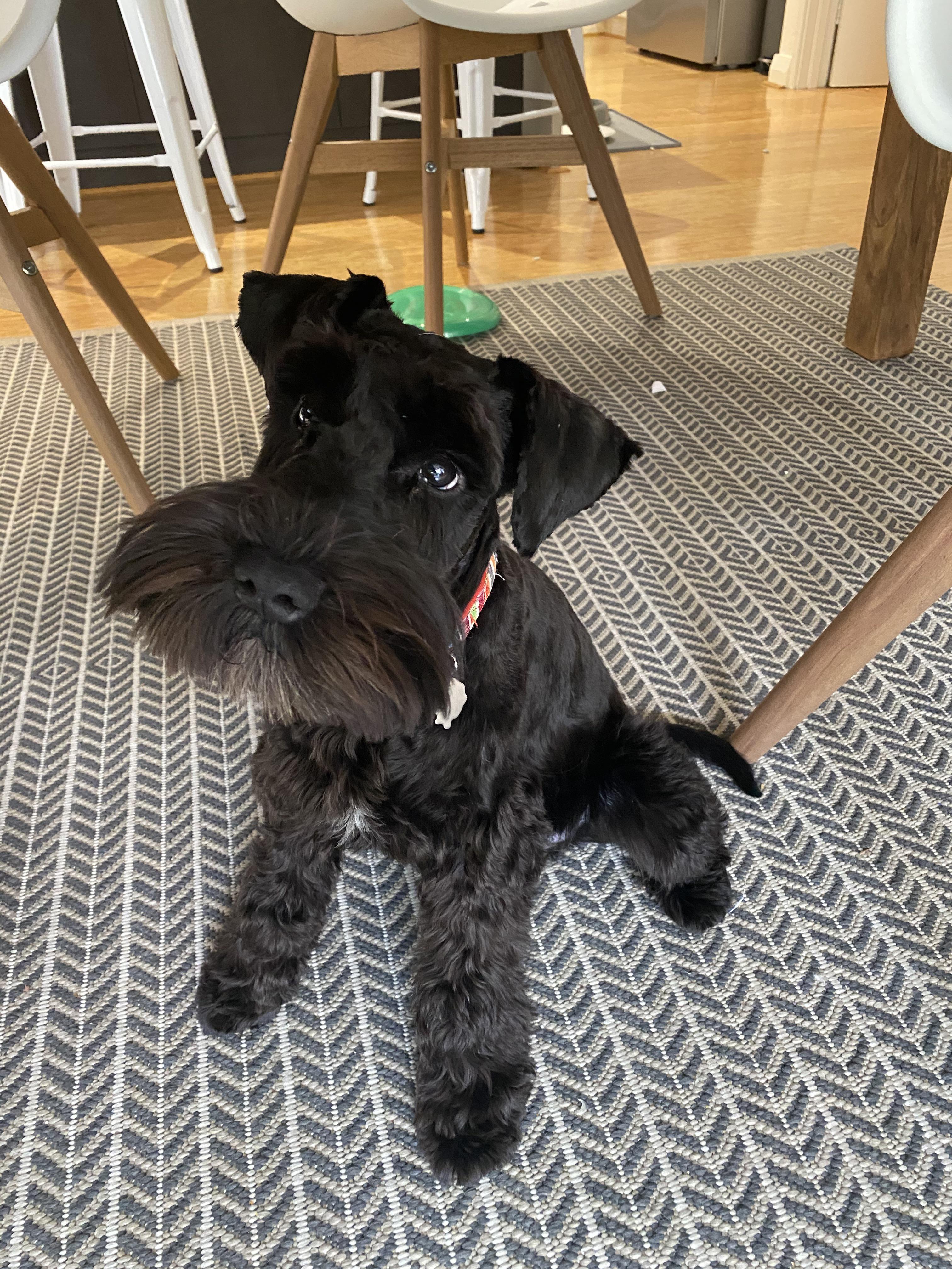 Walter after his very first professional clip 5 months! | Scrolller