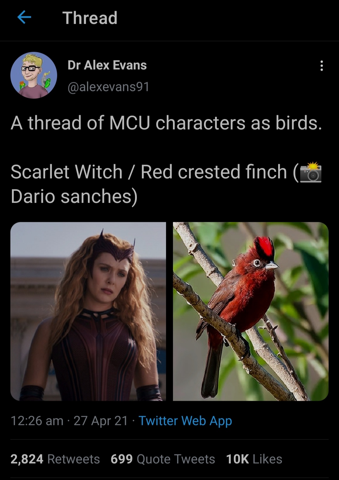 Wanda as a Bird Red Crested Finch | Scrolller