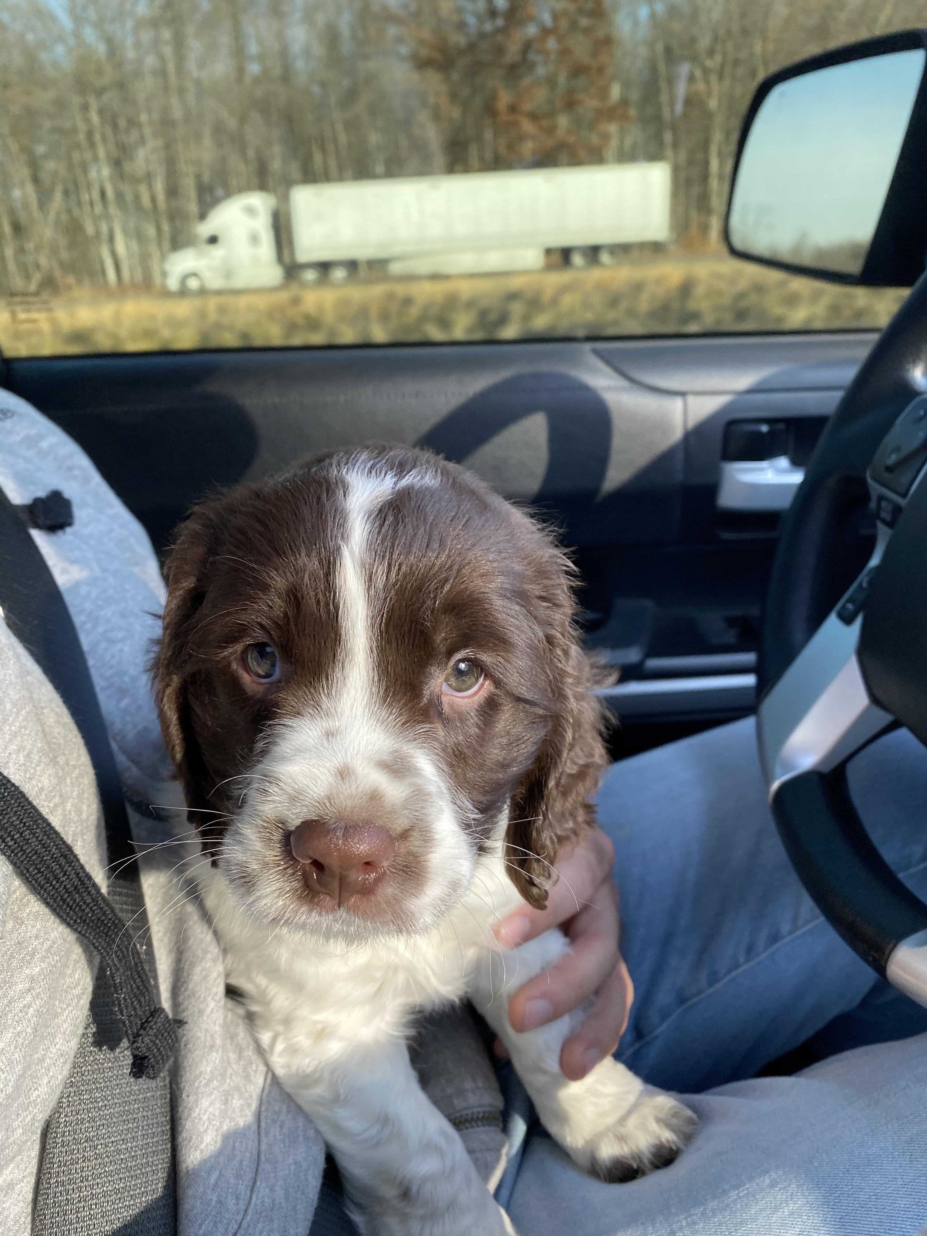 Was finally able to bring home my Springer baby | Scrolller