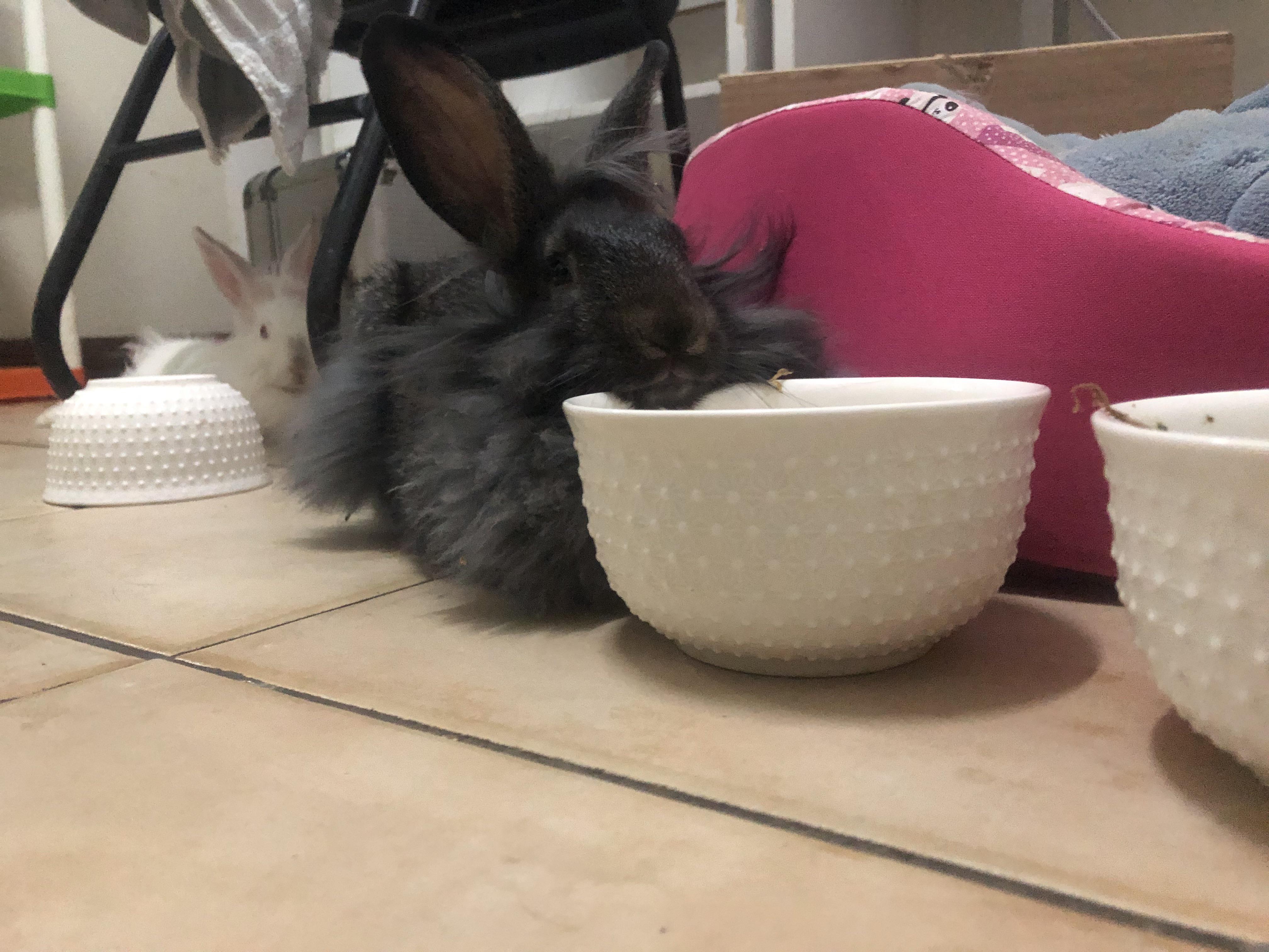 Water bowl = chin rest. | Scrolller