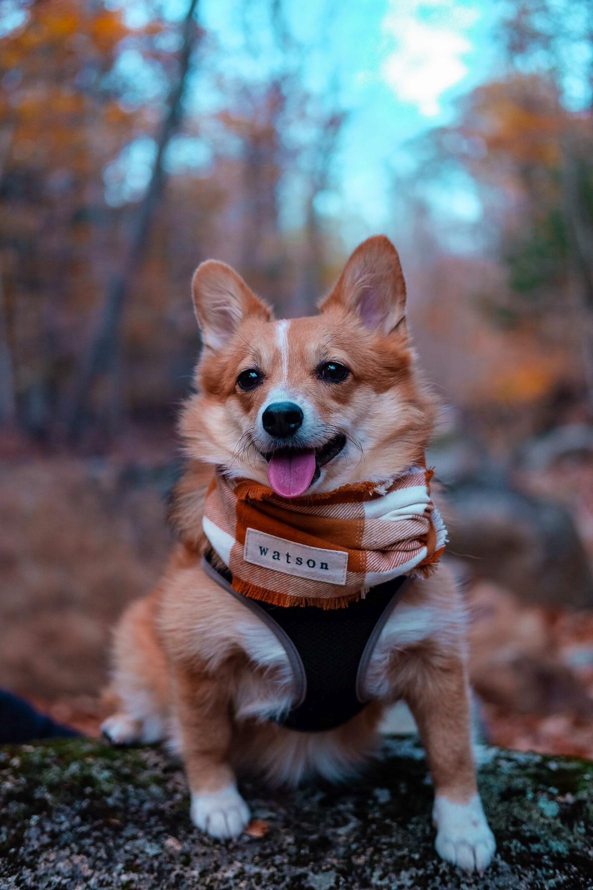 Watson had a successful first camping trip! | Scrolller