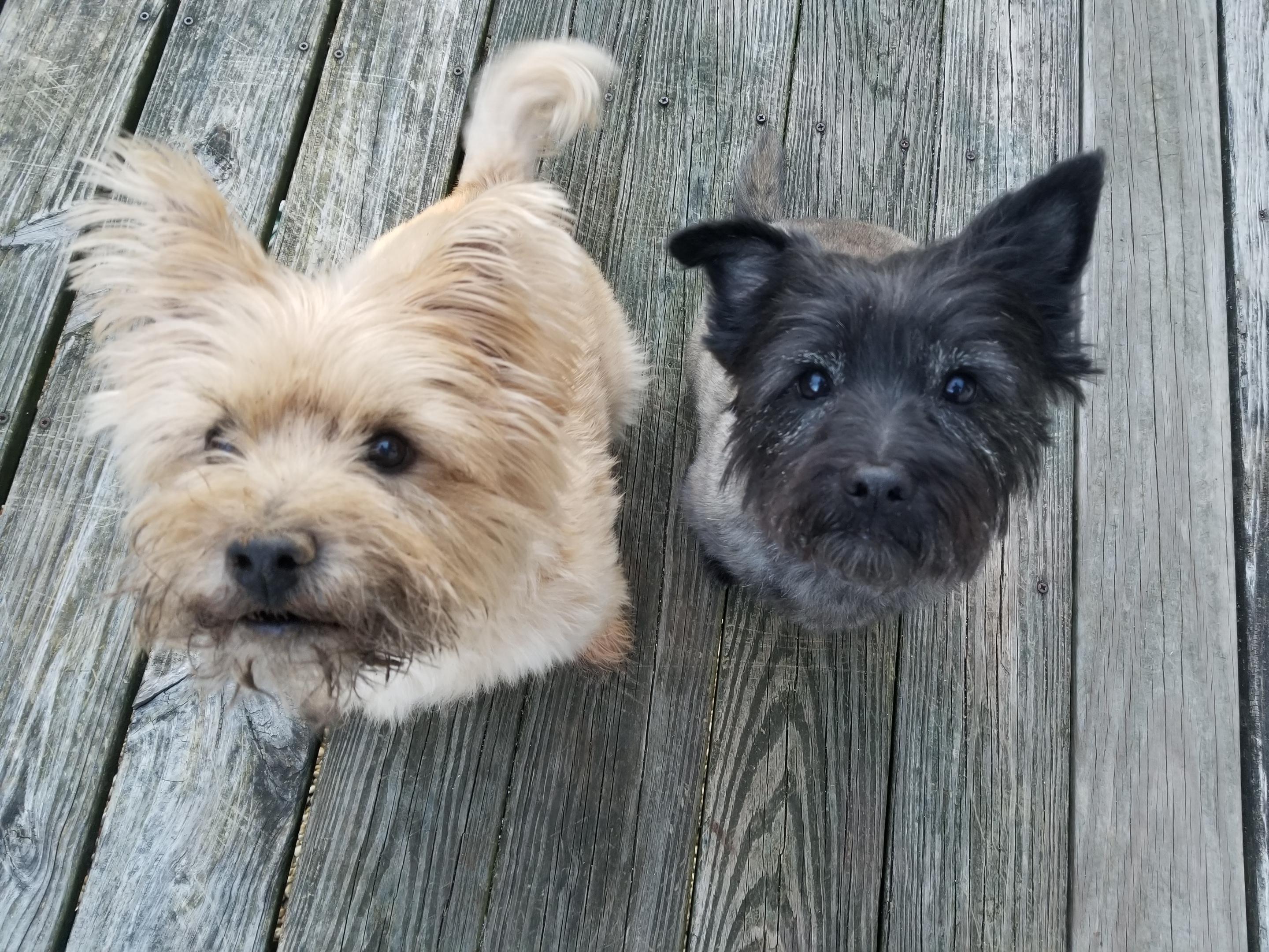 We are here for da treat human! | Scrolller