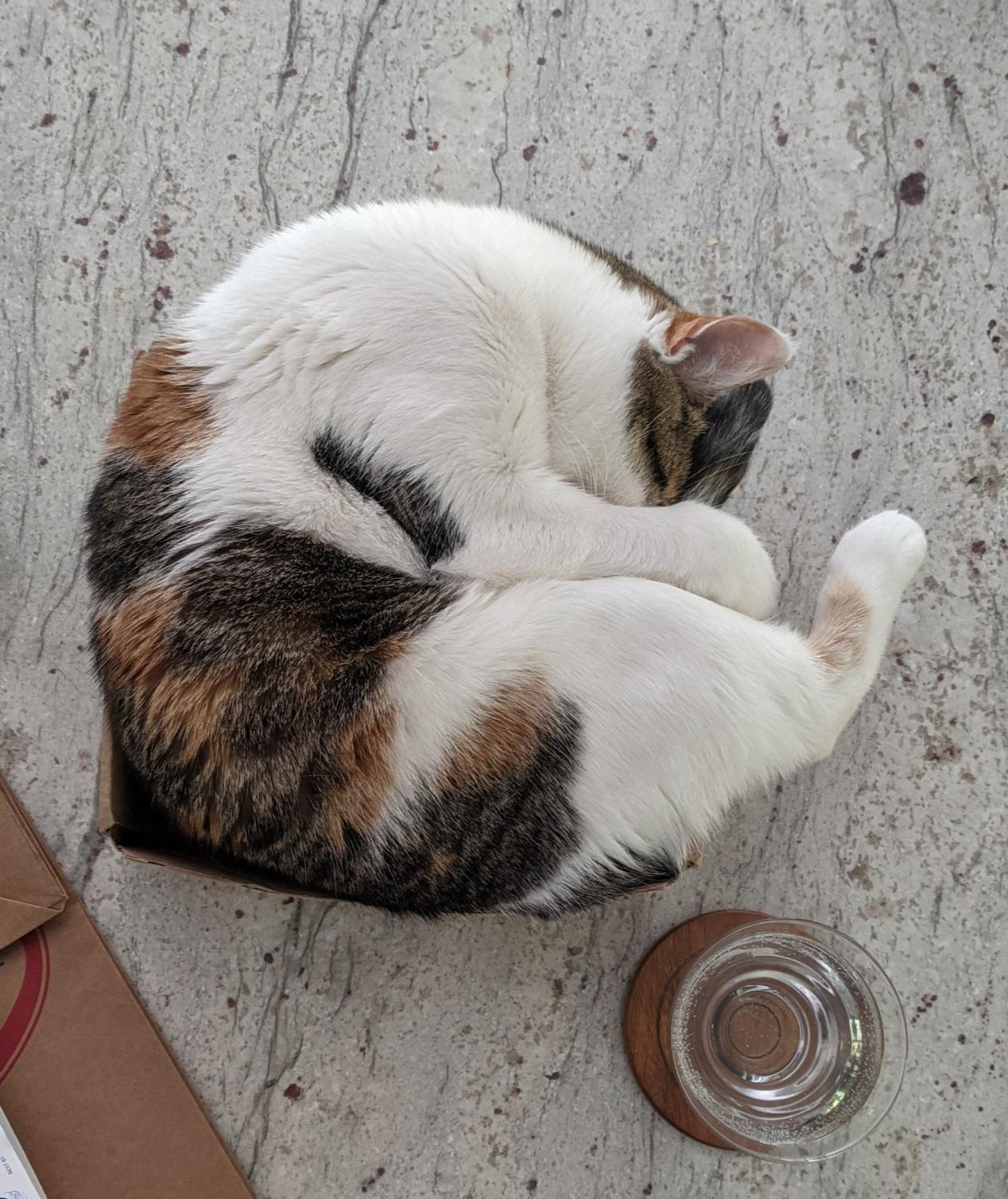 We give her bigger boxes. She likes this one. | Scrolller