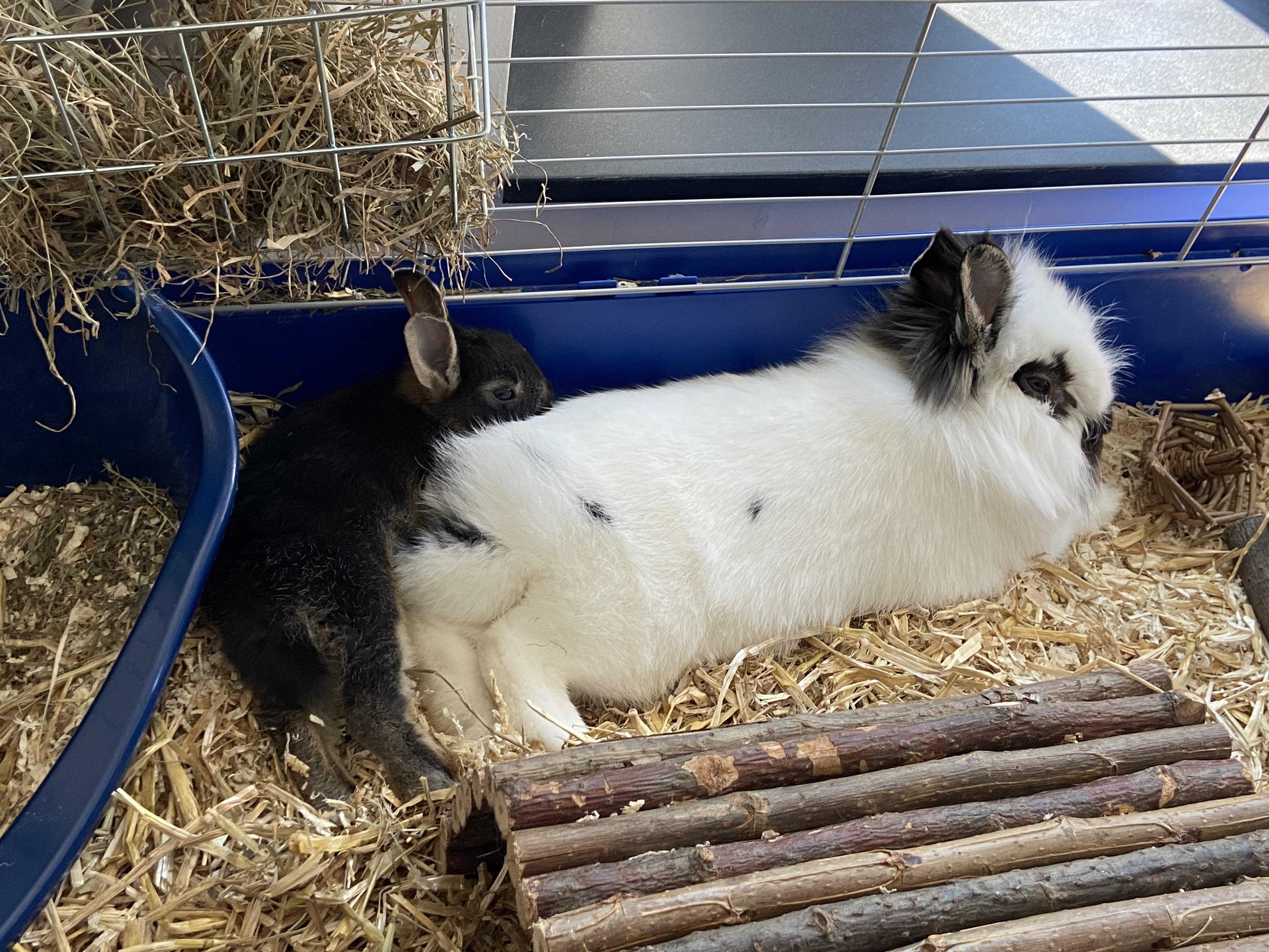 We got a new bunny yesterday! Bonding them together went perfect and she is now part of our ...