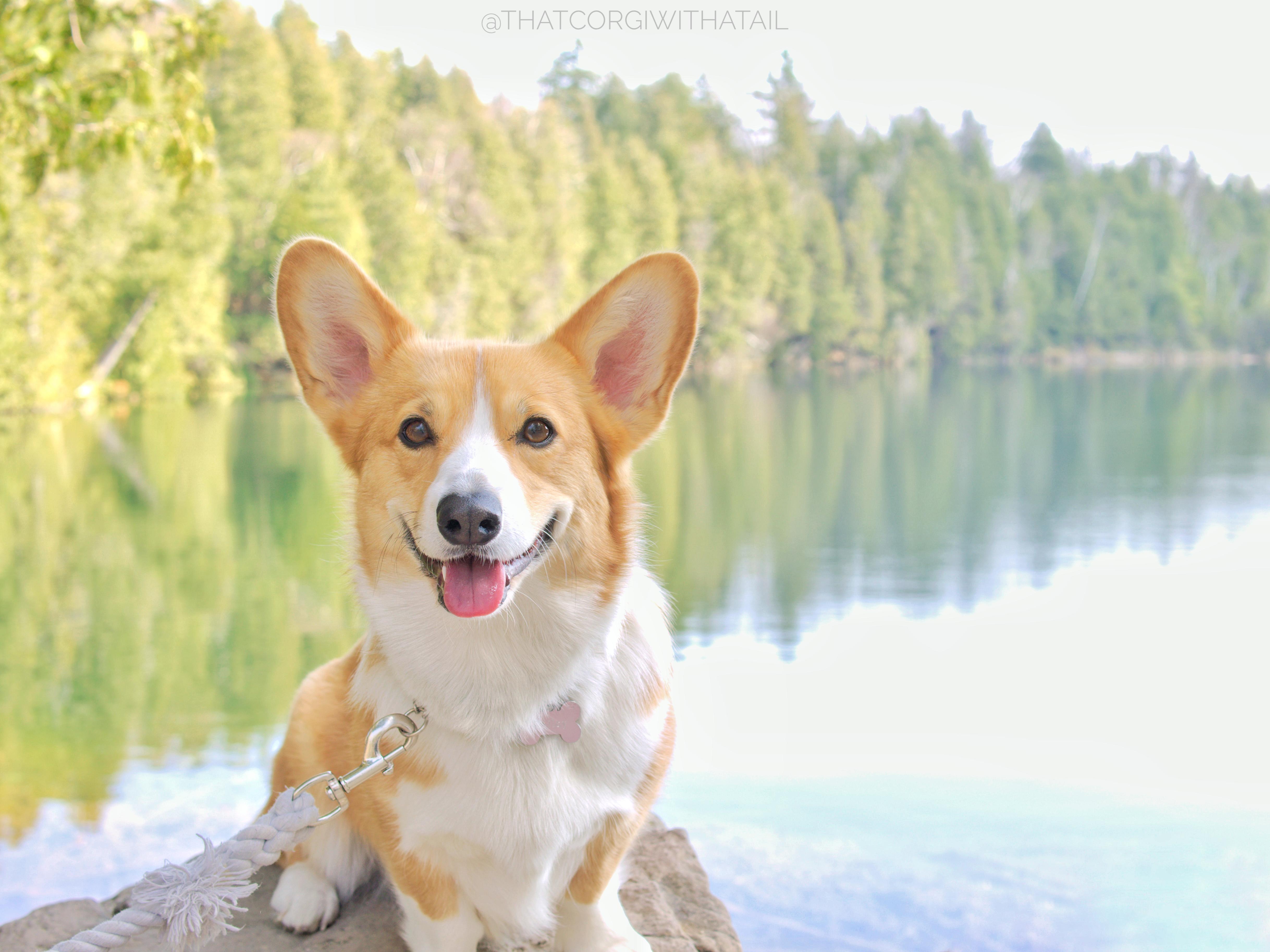 We love hiking with Bailey! 🐕🐾 | Scrolller
