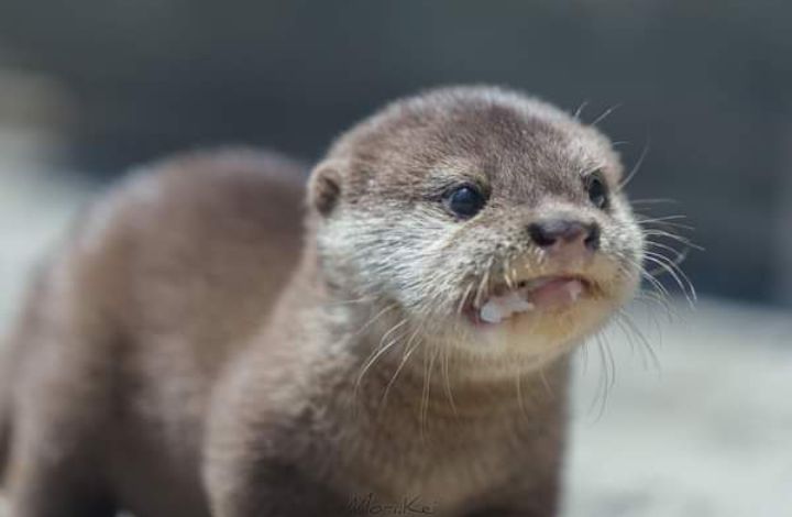 We need more Otter Pups in our lives o((*^ ^*))o | Scrolller
