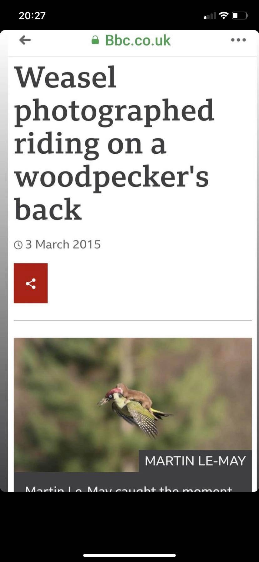Weasel photographed riding on woodpeckers back | Scrolller