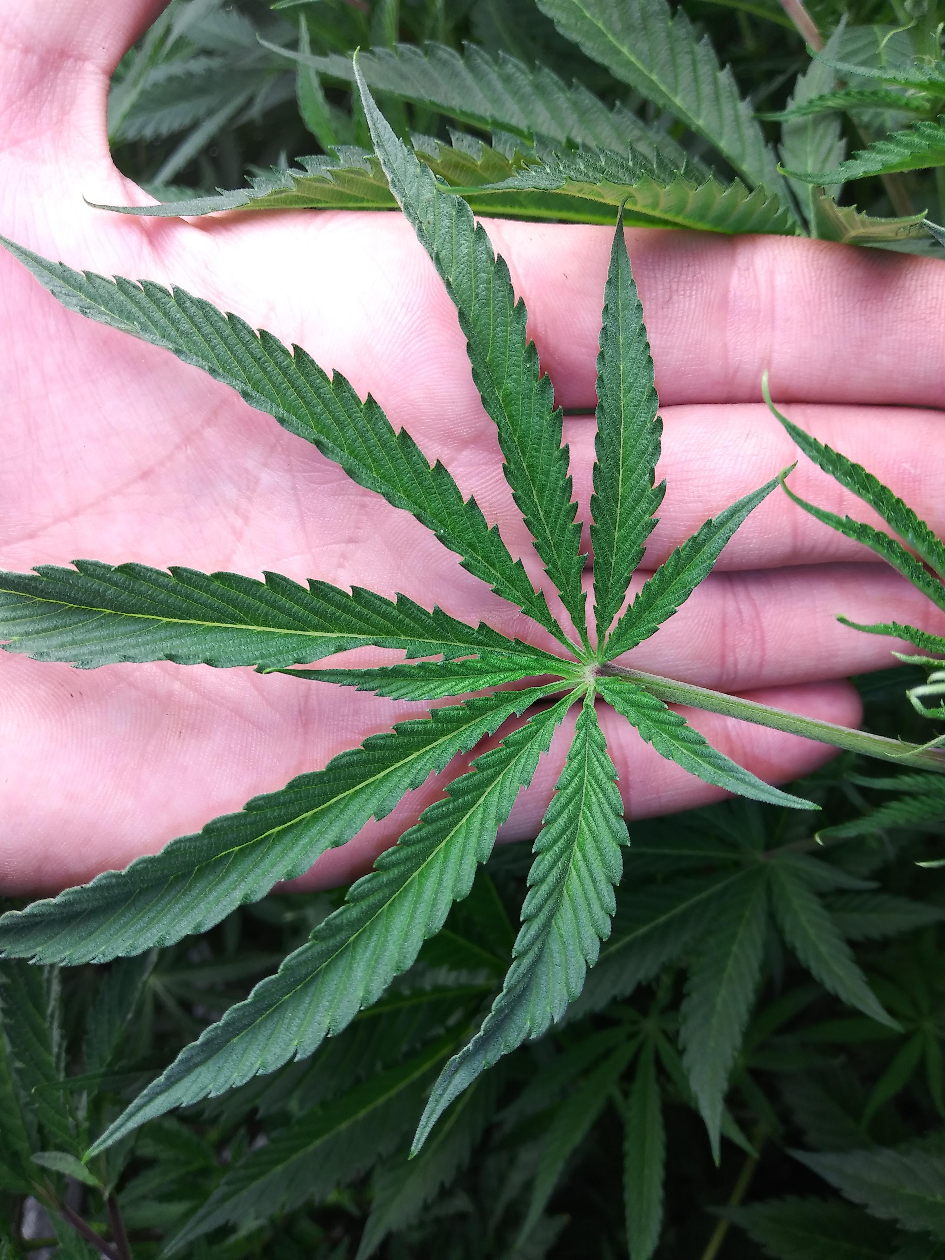 Weird ass 9 leaf | Scrolller