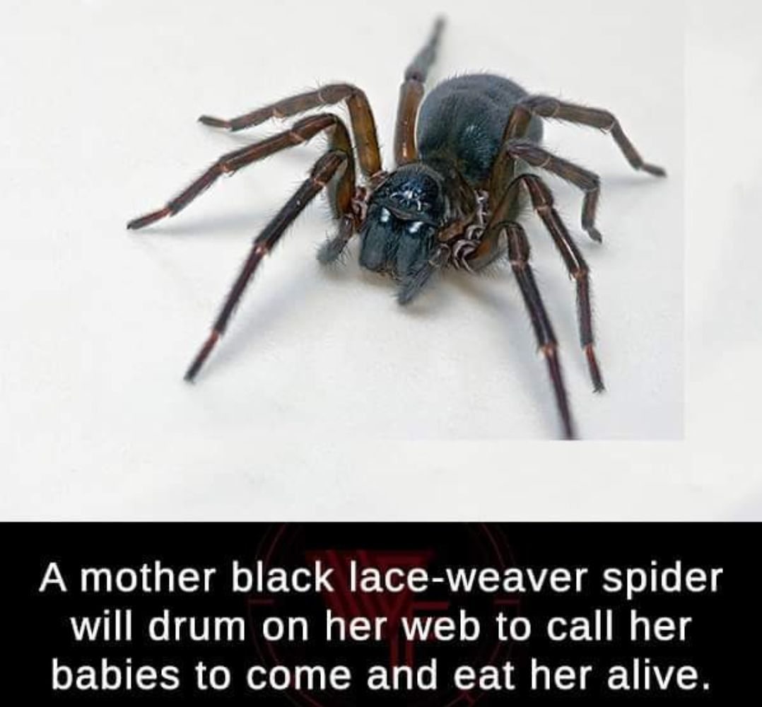 Weird facts | Scrolller