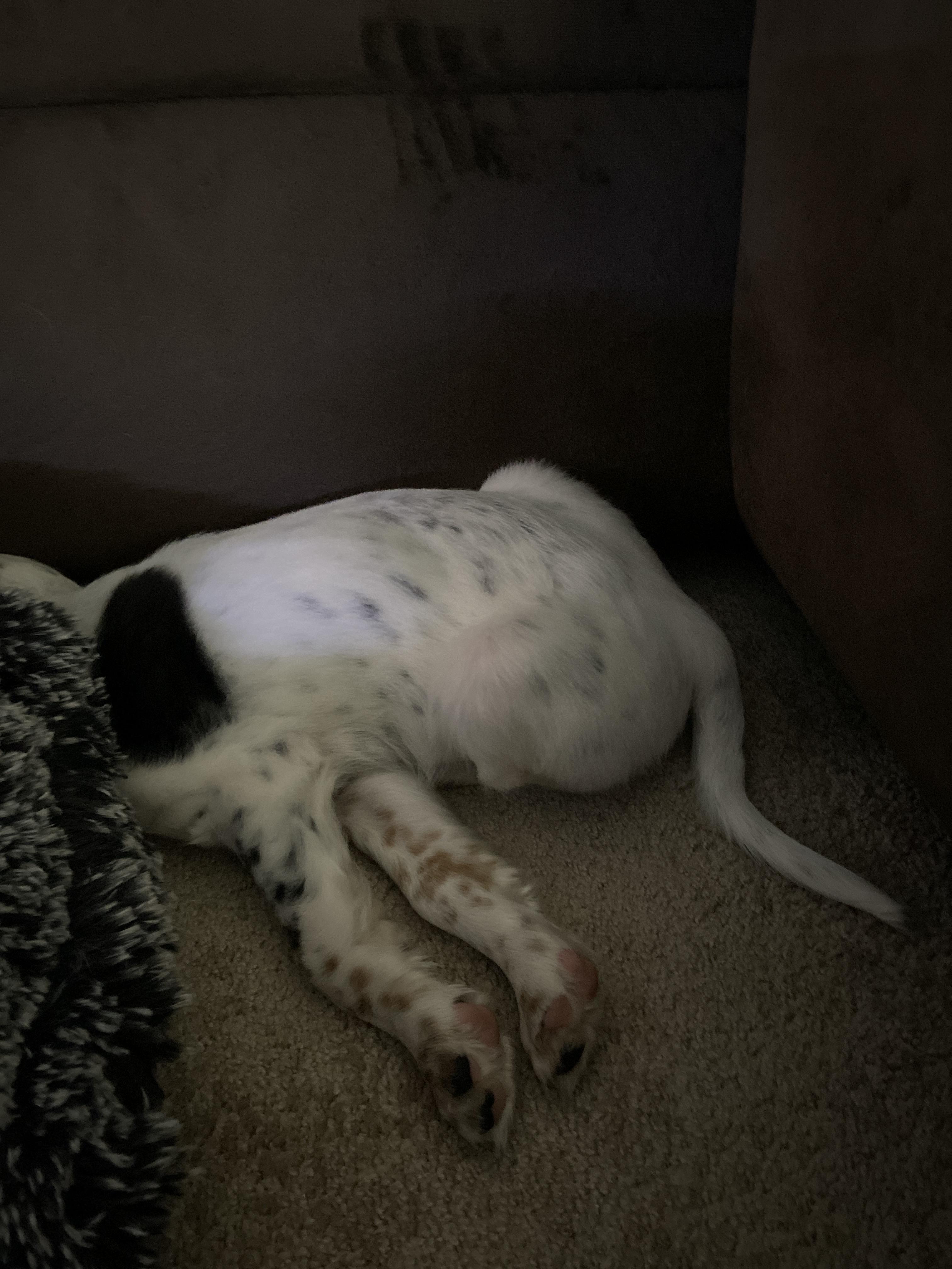 Weird sleeping positions??? | Scrolller