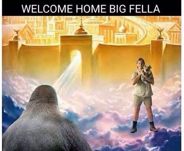 Welcome Home Harambe | Scrolller