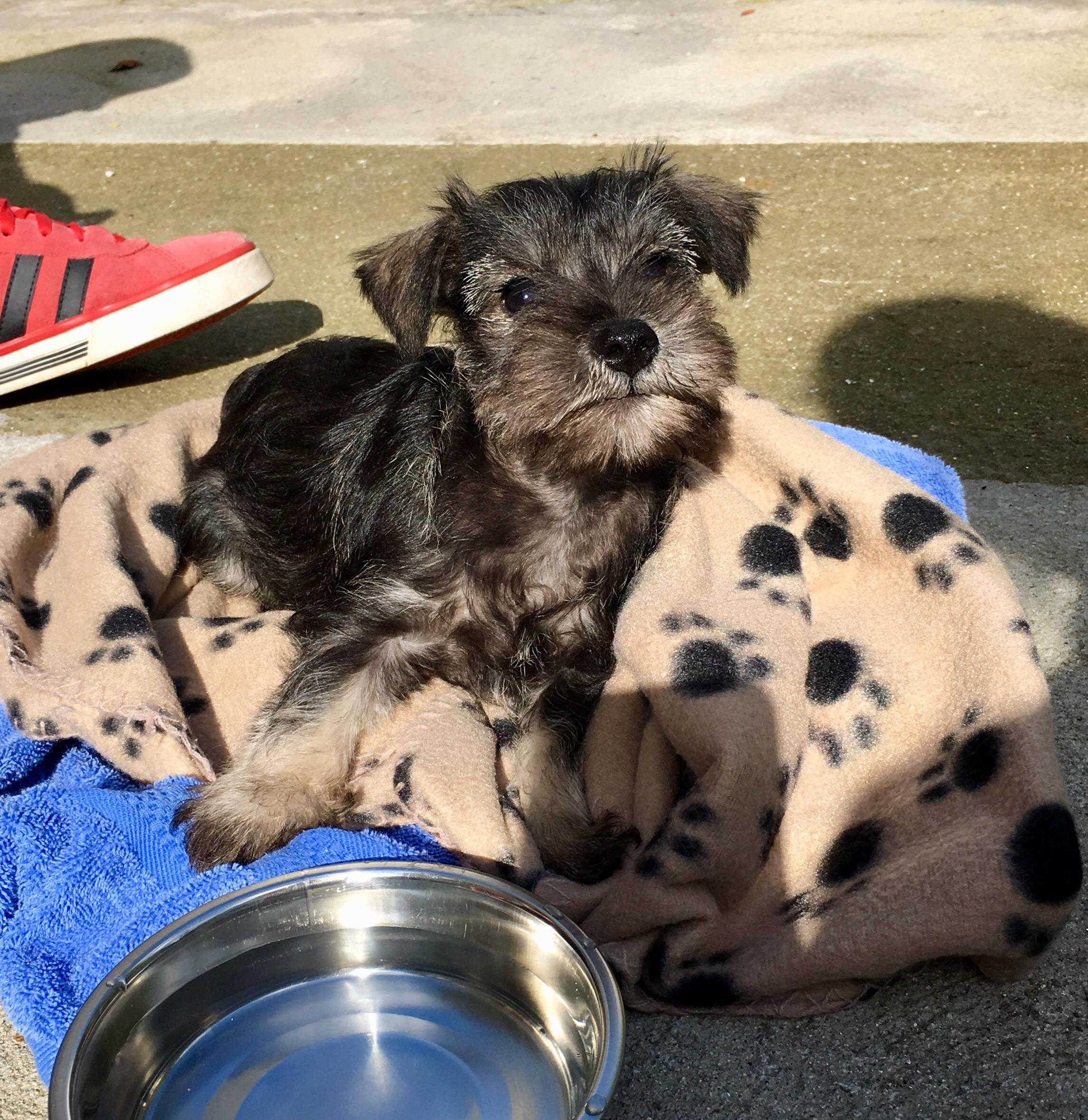 Welcome home, Nacho! | Scrolller