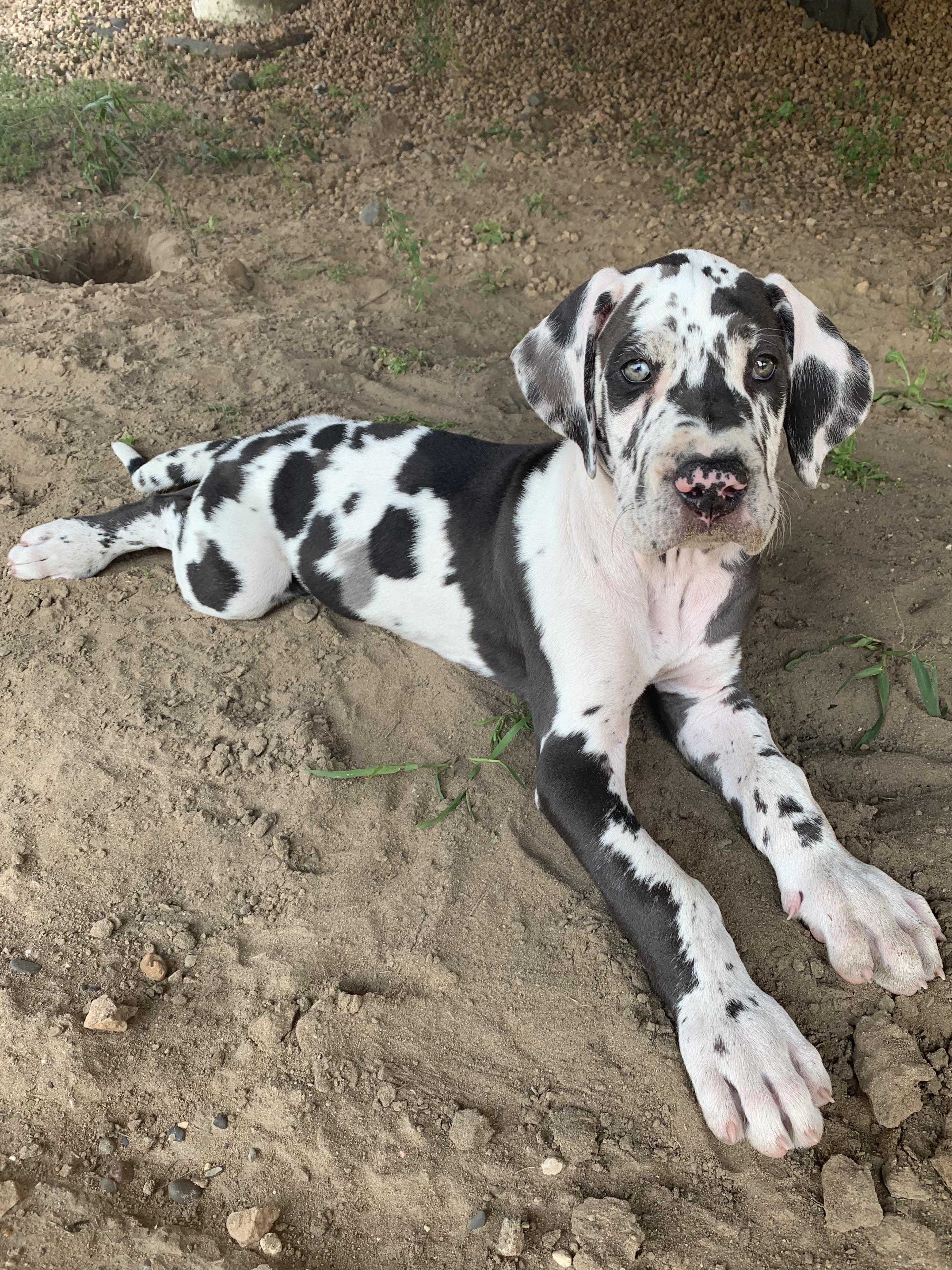 Welcomed home the newest member of our family yesterday! Reddit, meet Dennis, our 8 week old ...