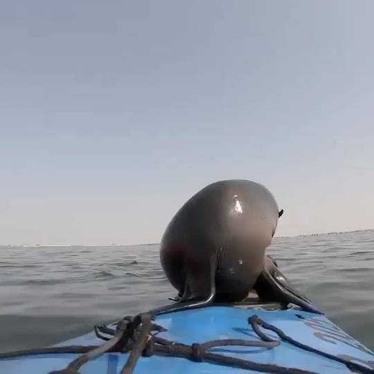 Well helllooooo there, seals... | Scrolller