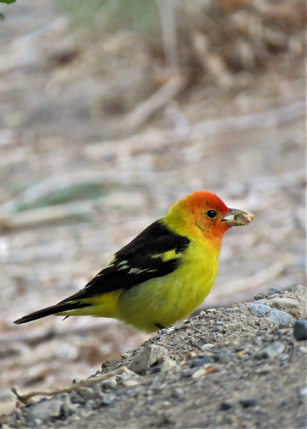 Western Tanager. Northern Nevada. | Scrolller