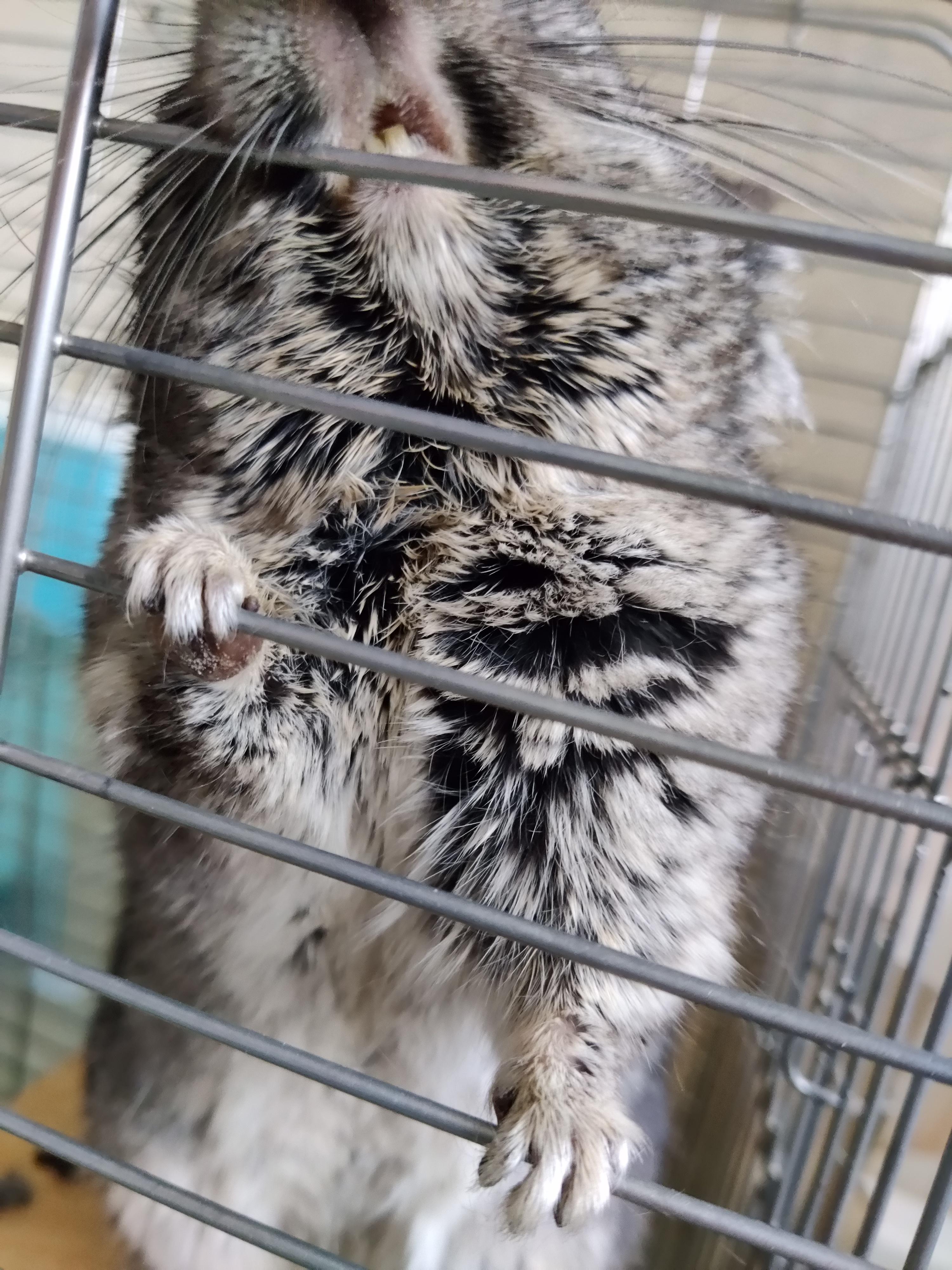 Wet spot under mouth, is this normal or should i go to the vet with him? | Scrolller