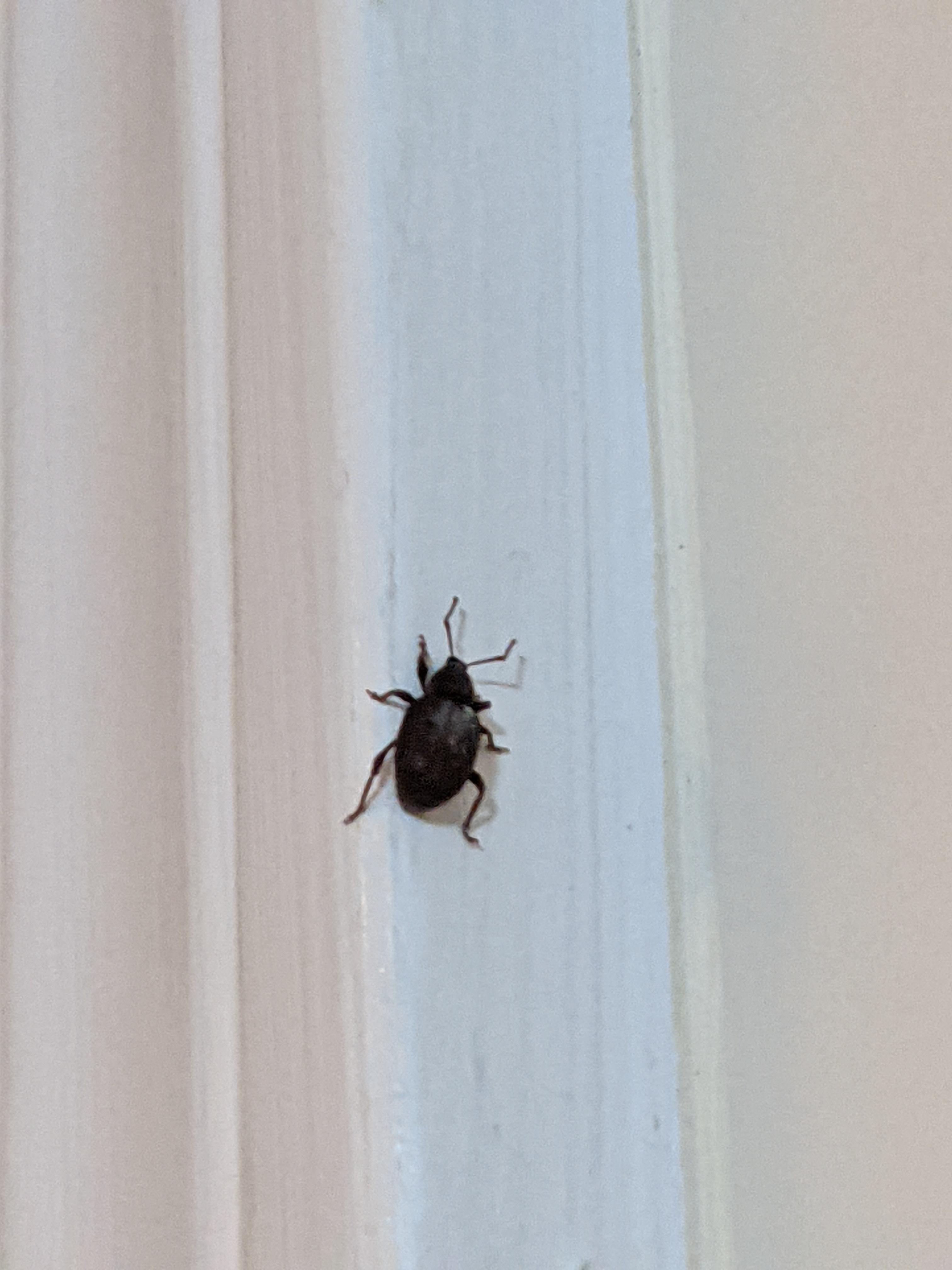 We've been seeing these little guys around our new house in Illinois ... We've been seeing these little guys around our new house in Illinois ...