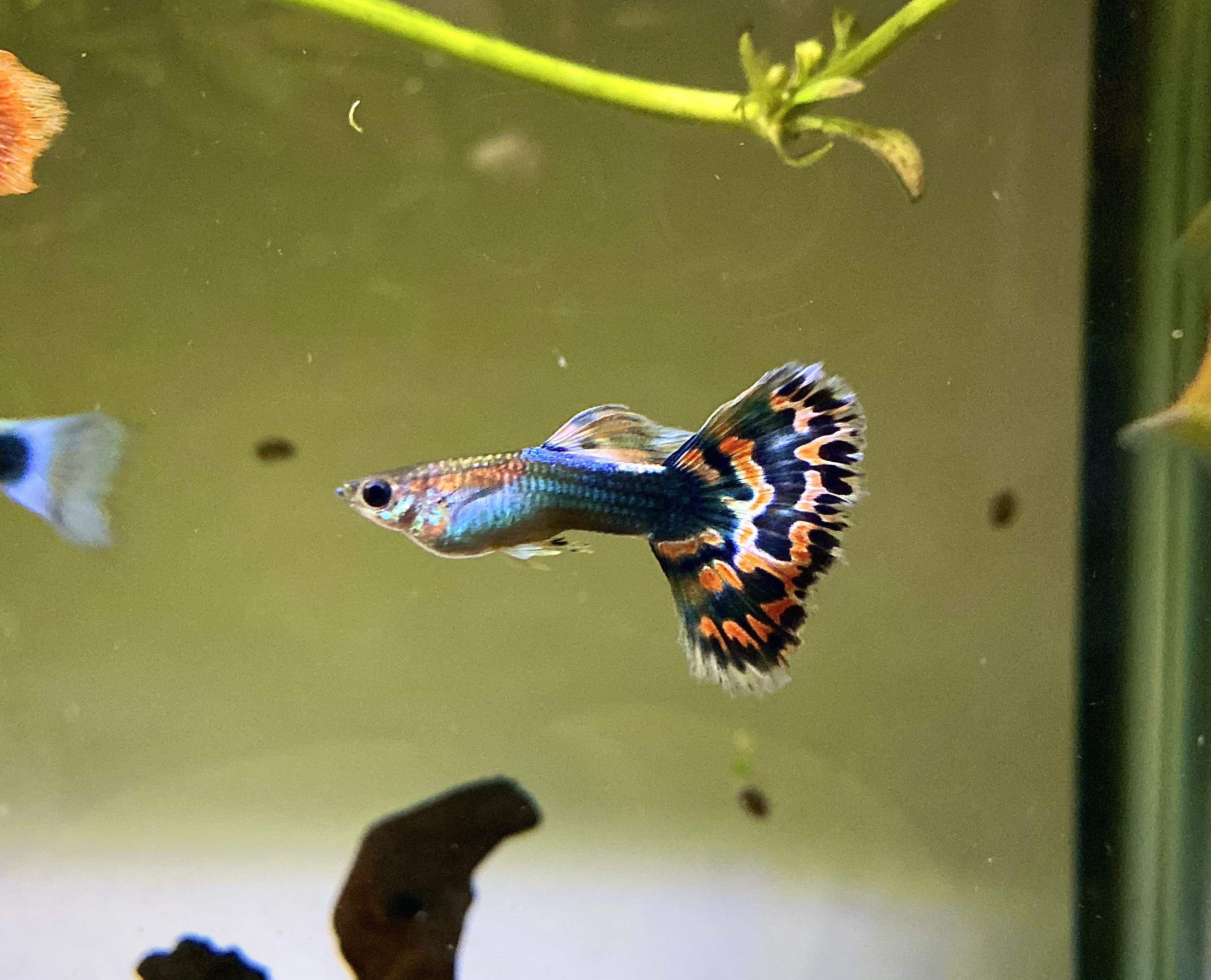 What a guppy! | Scrolller