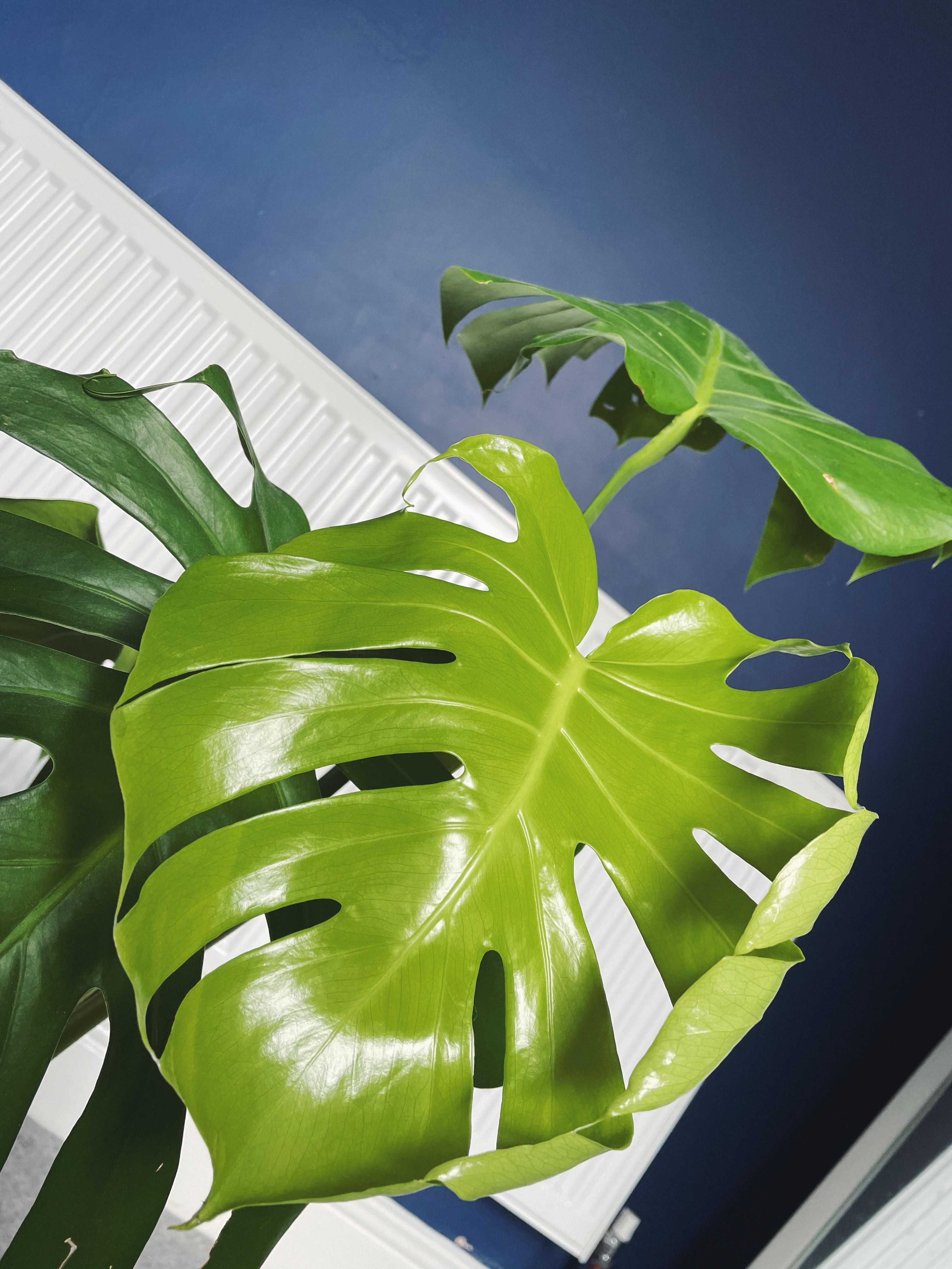 what a leaf! | Scrolller