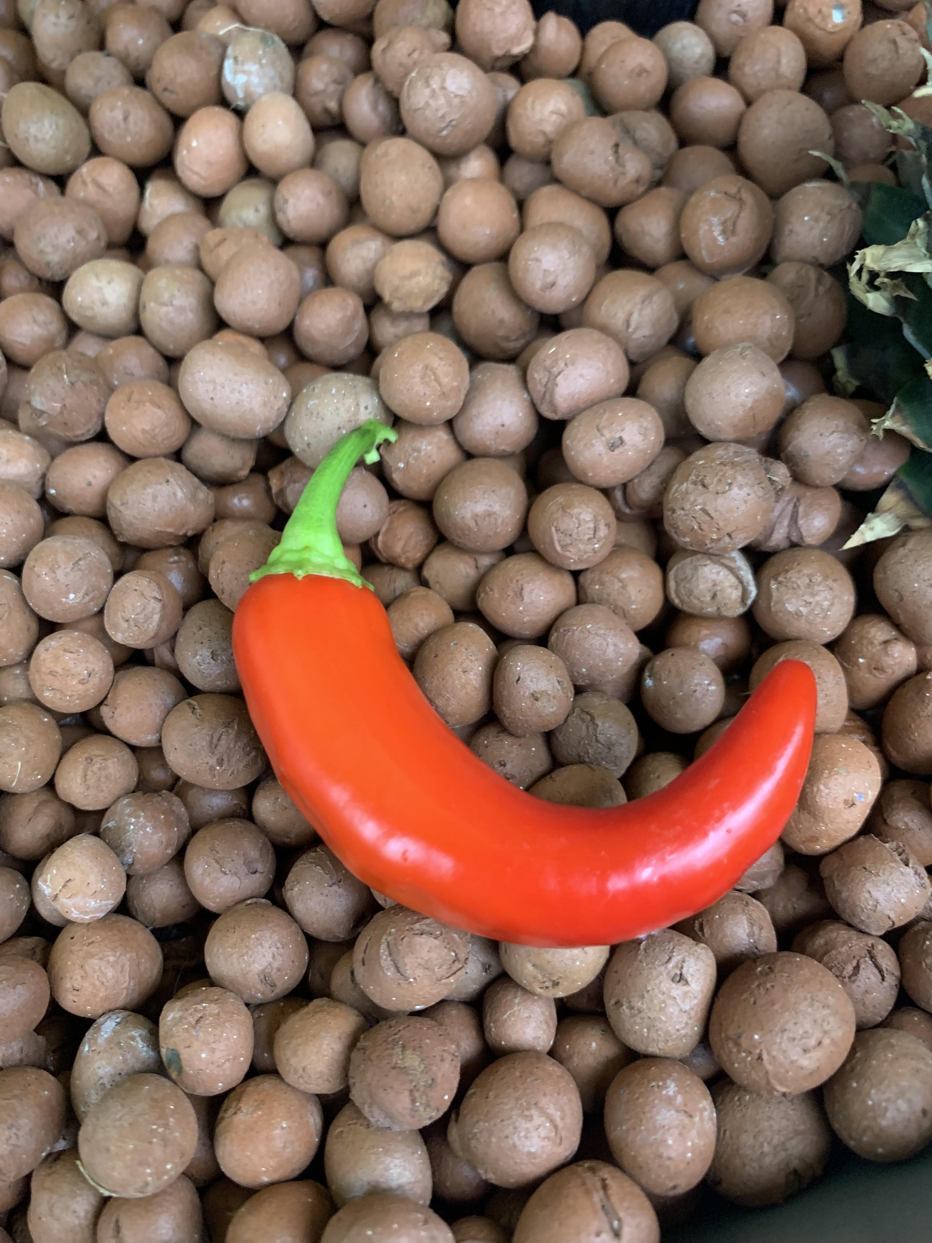 What a perfect banana pepper 🌶 | Scrolller