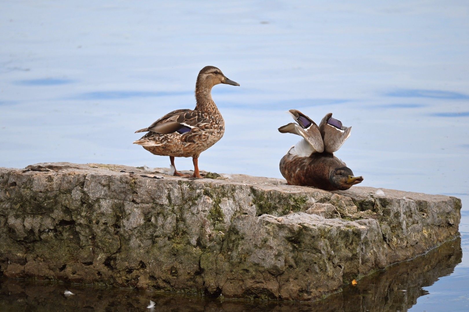 What a silly duck | Scrolller