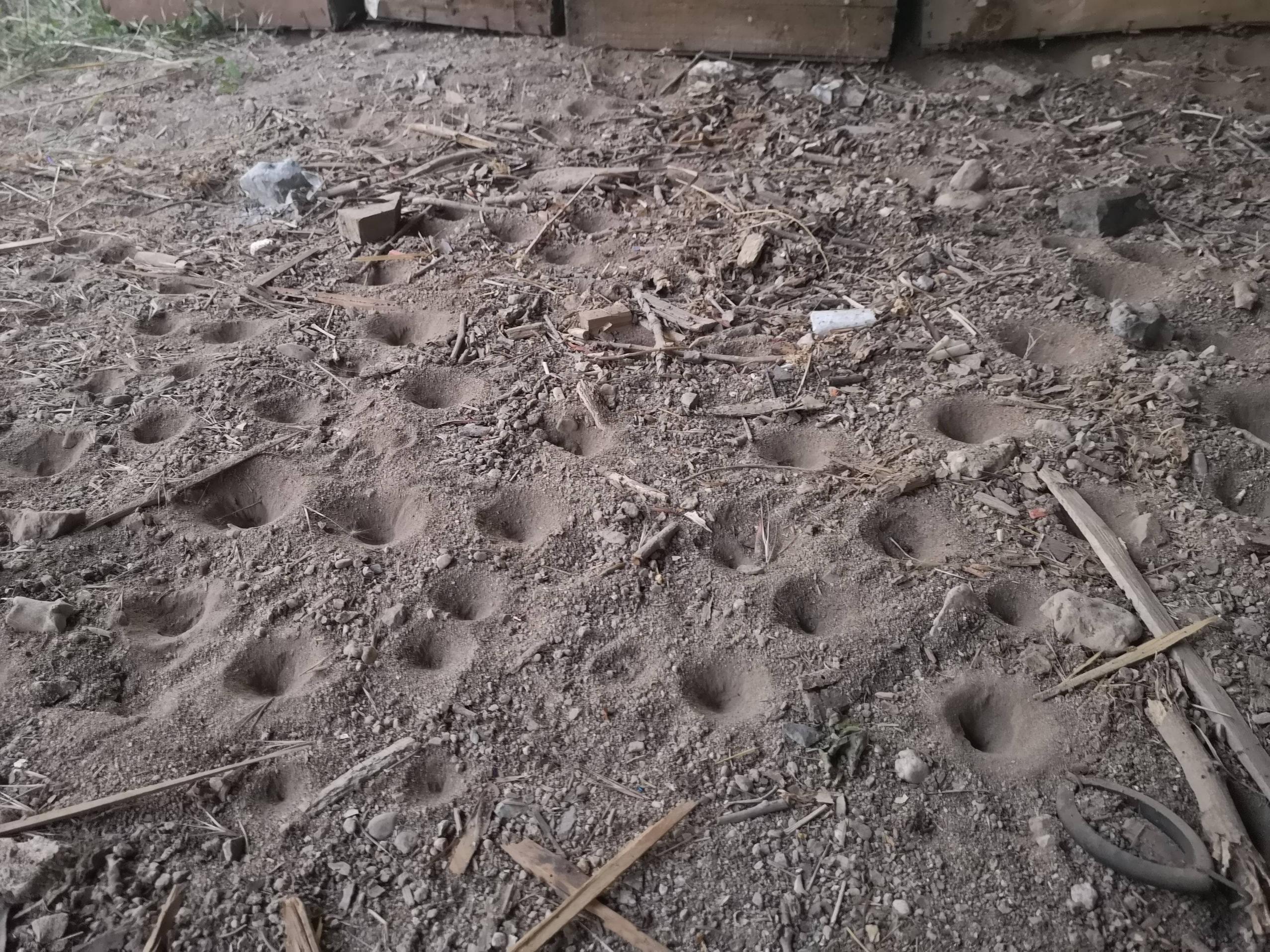 What animal makes these holes in the sand? | Scrolller