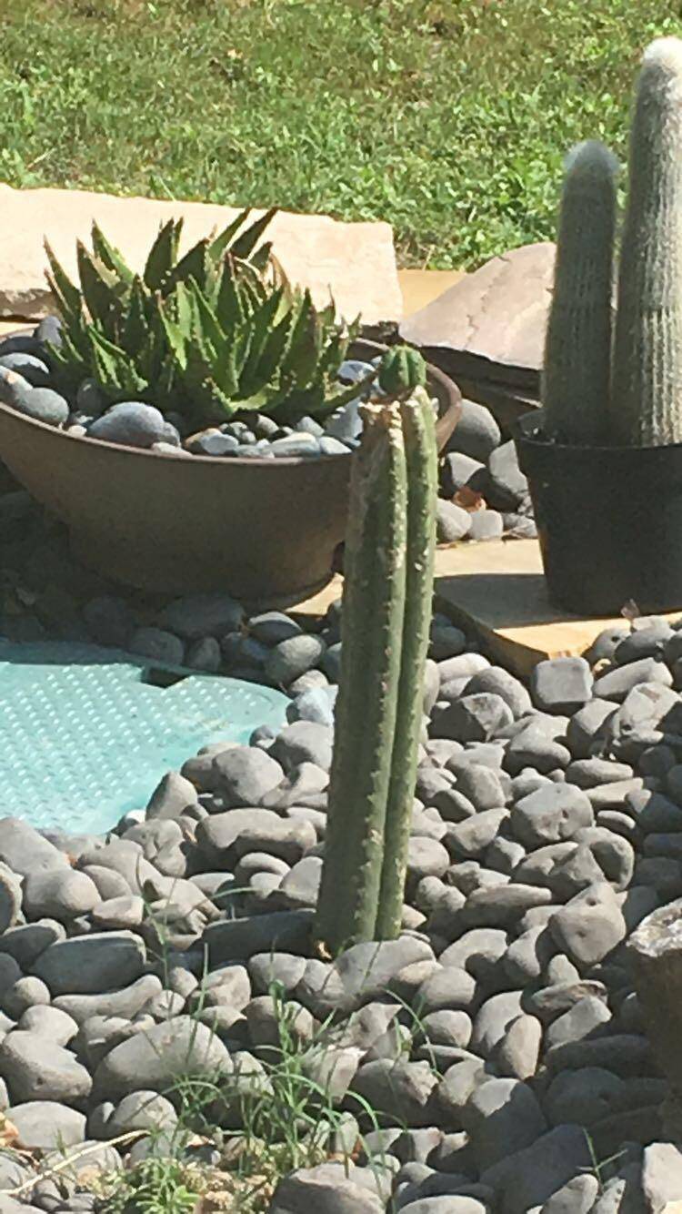 What cacti are these it’s two grafted together | Scrolller