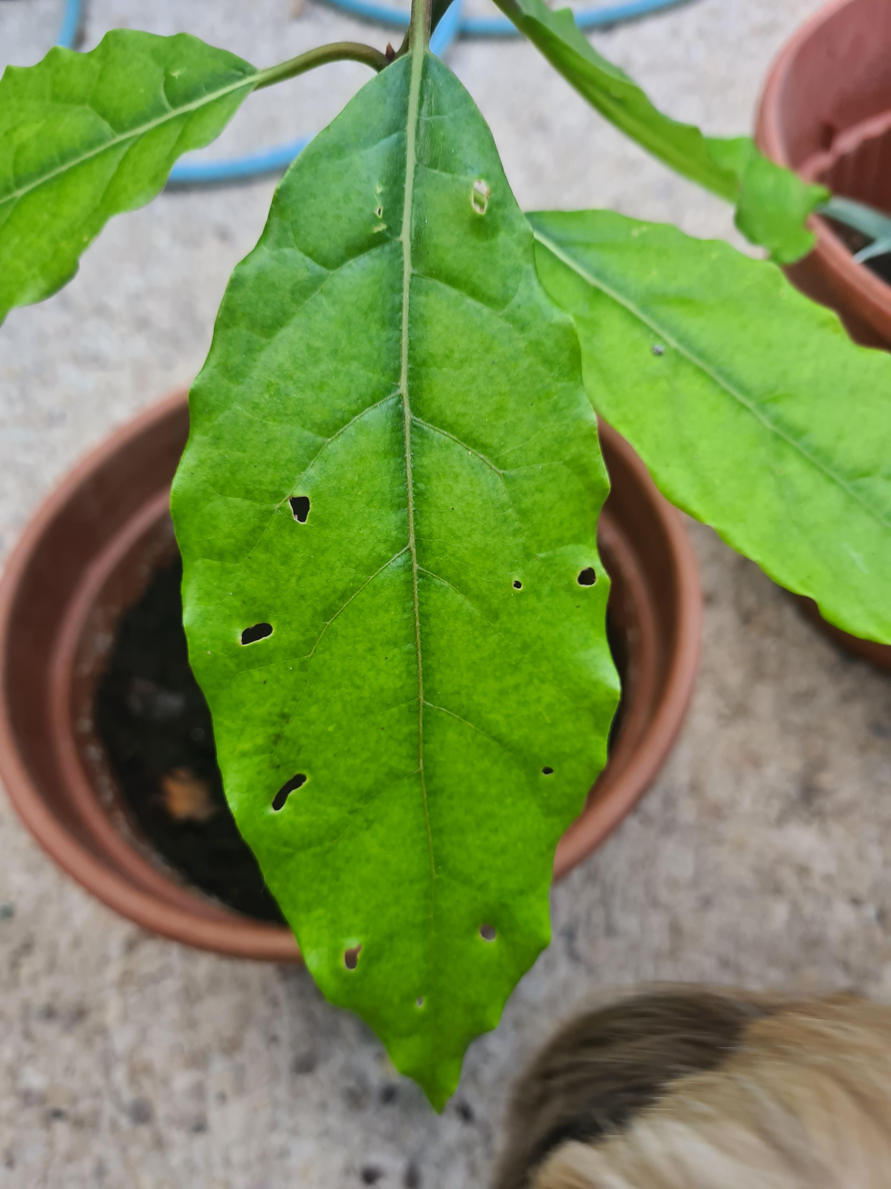 What could be the problem | Scrolller