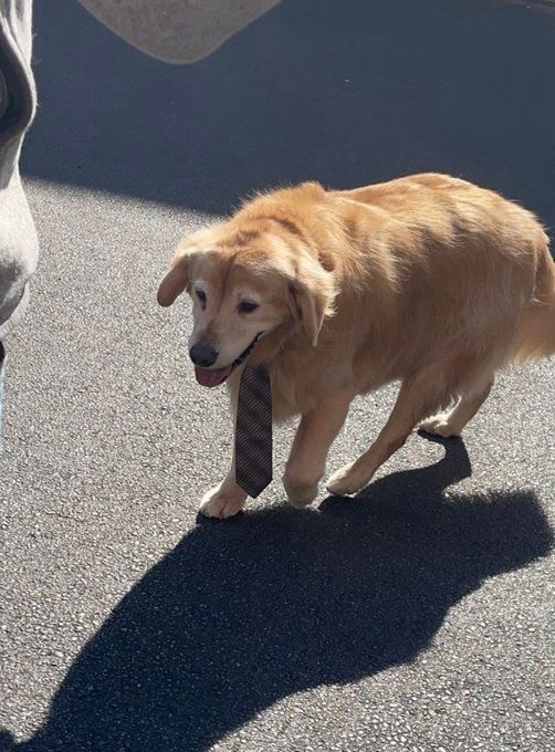 What dat dog goin | Scrolller