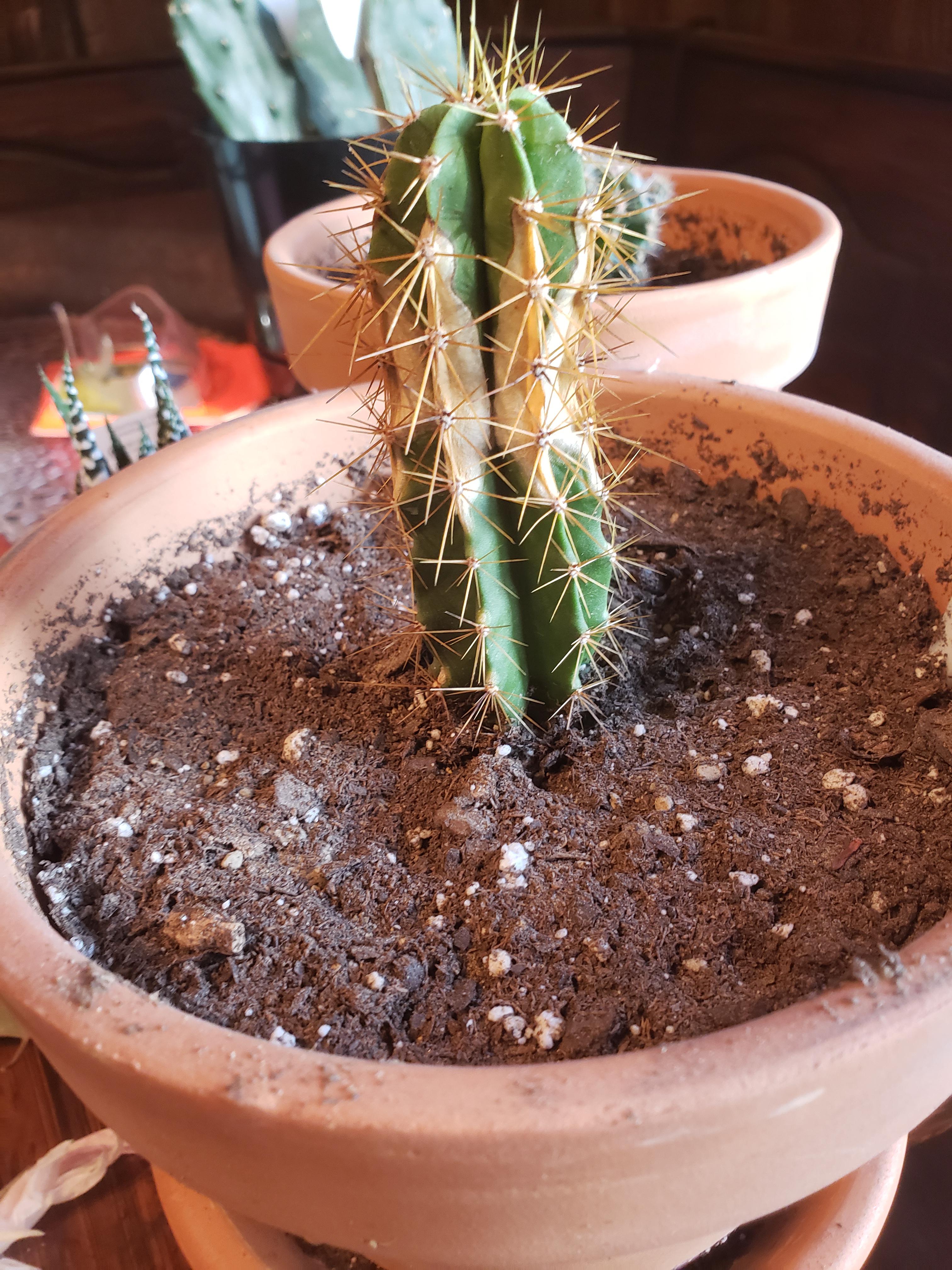 What happened to my cacti...help? | Scrolller