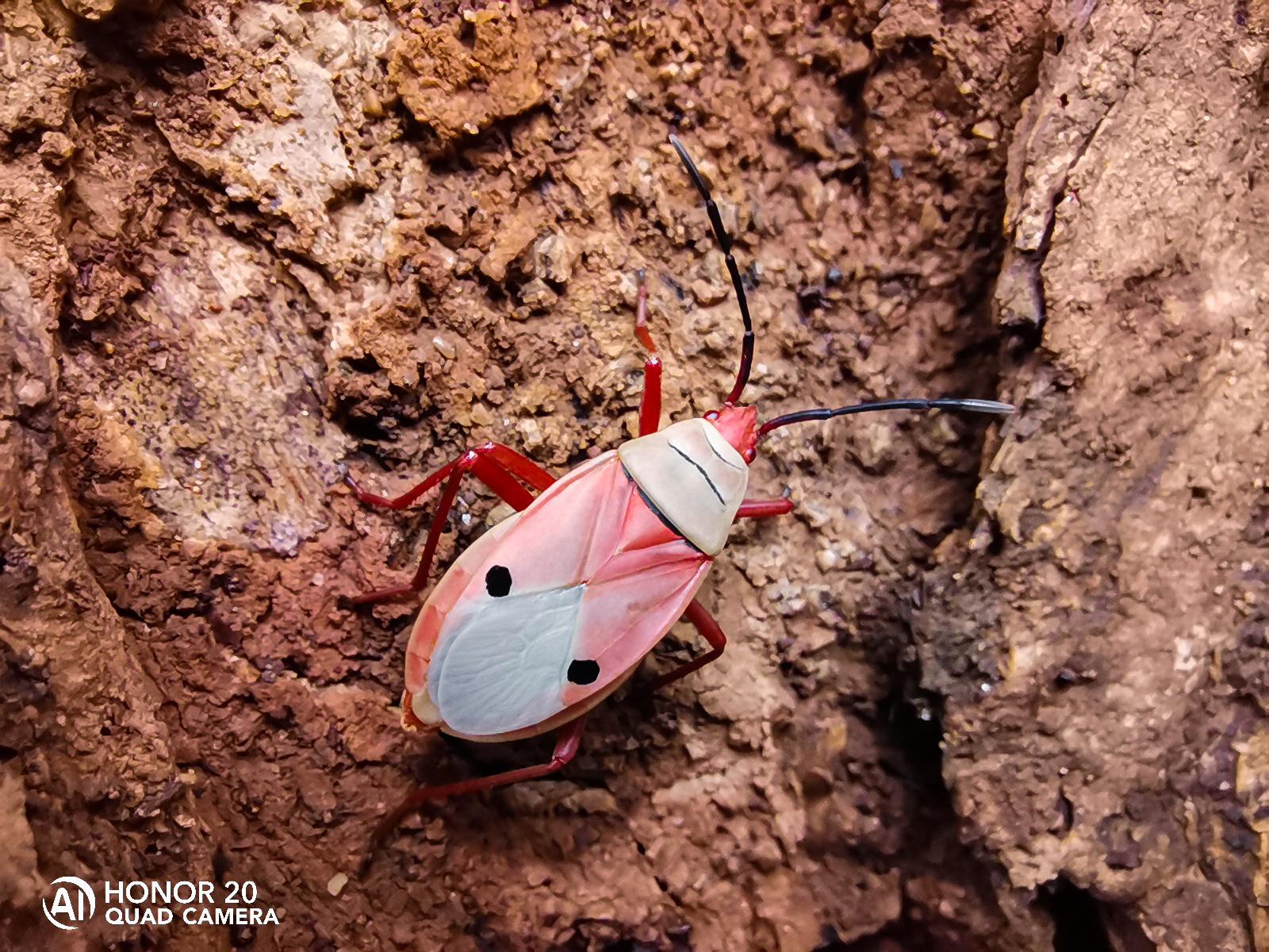 What is 3 top tips for successful macro photography? | Scrolller